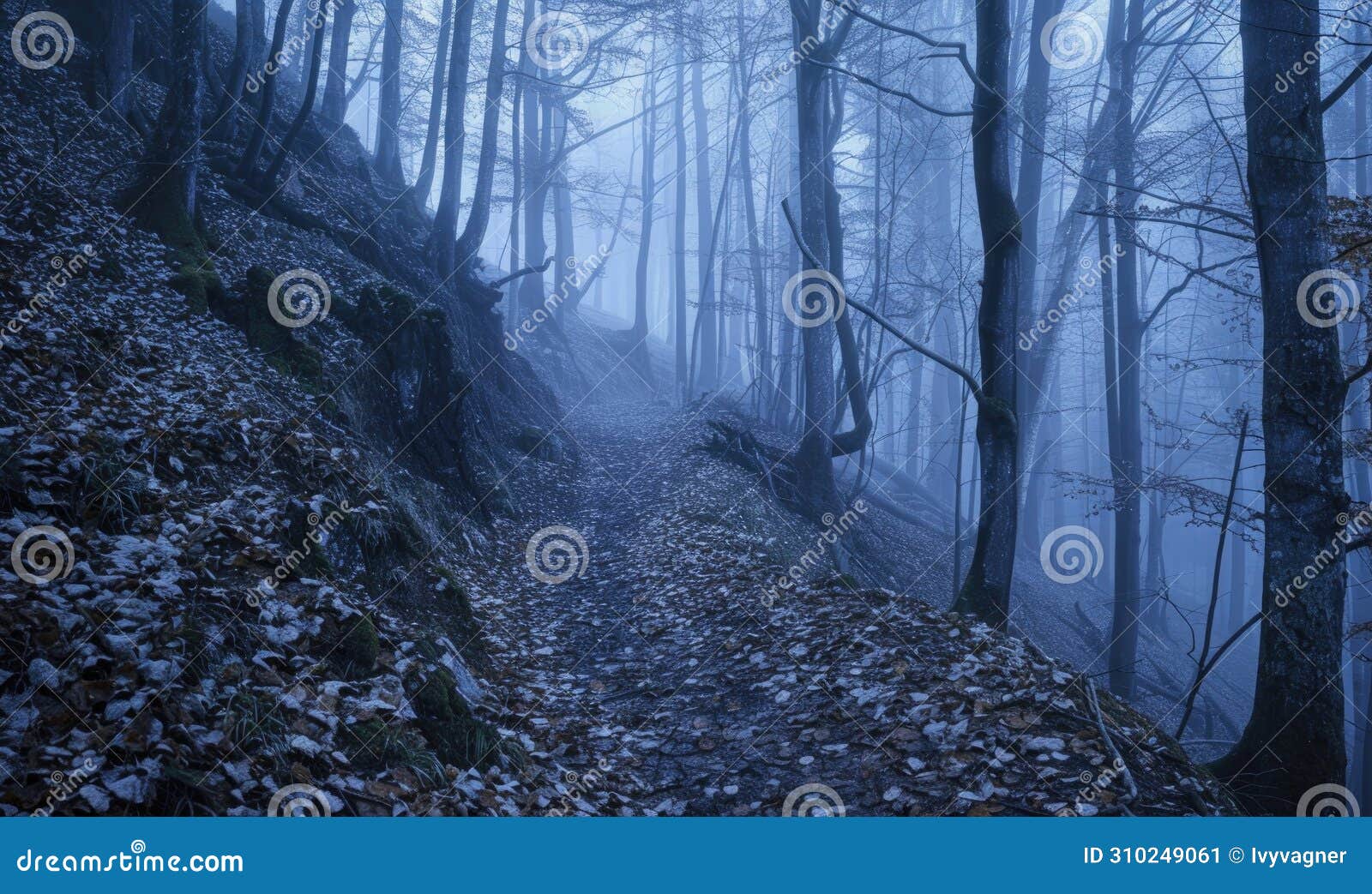 Mysterious Foggy Forest with a Path in the Middle Stock Image - Image ...