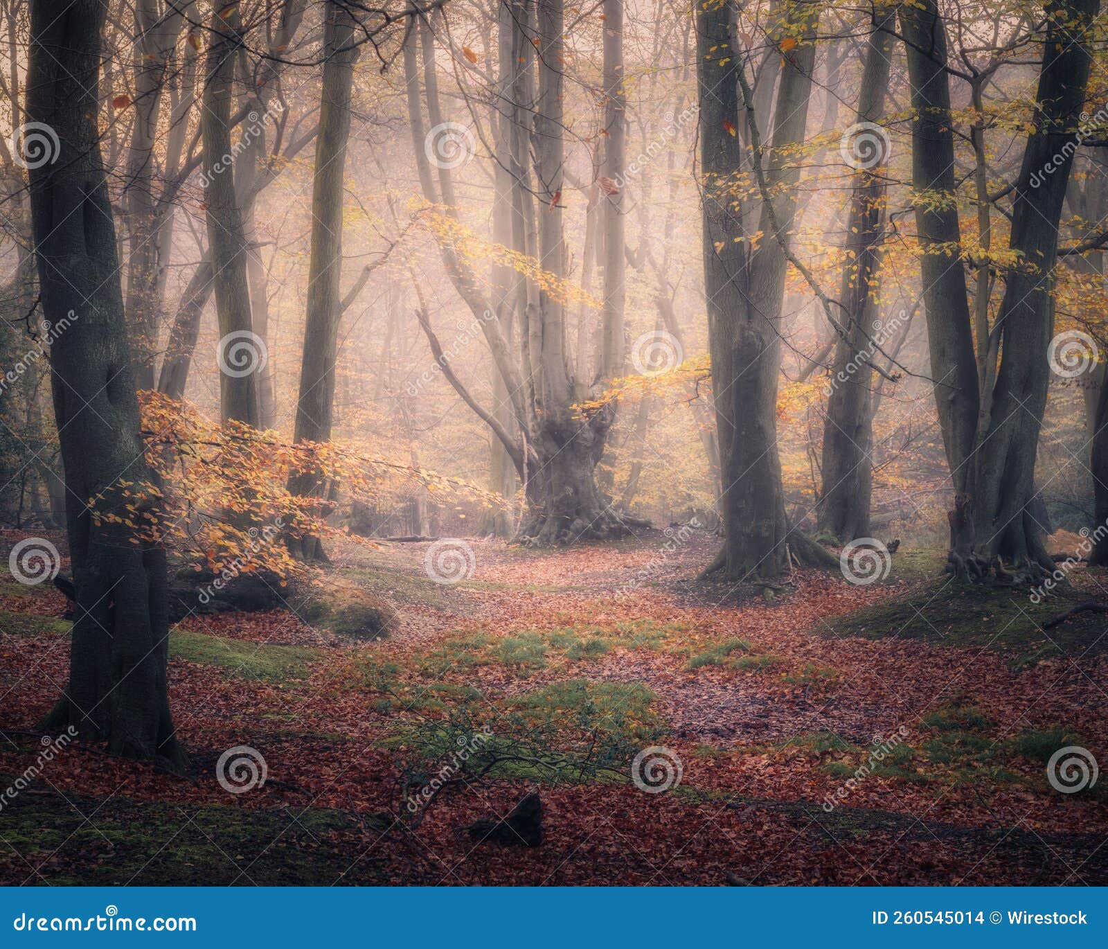 Mysterious Foggy Forest Scenery Stock Photo - Image of nature, moss ...