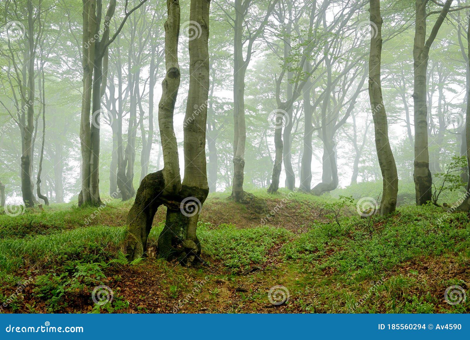 Foggy Natural Forest of Gnarled Beech Trees in Springtime Stock Photo ...