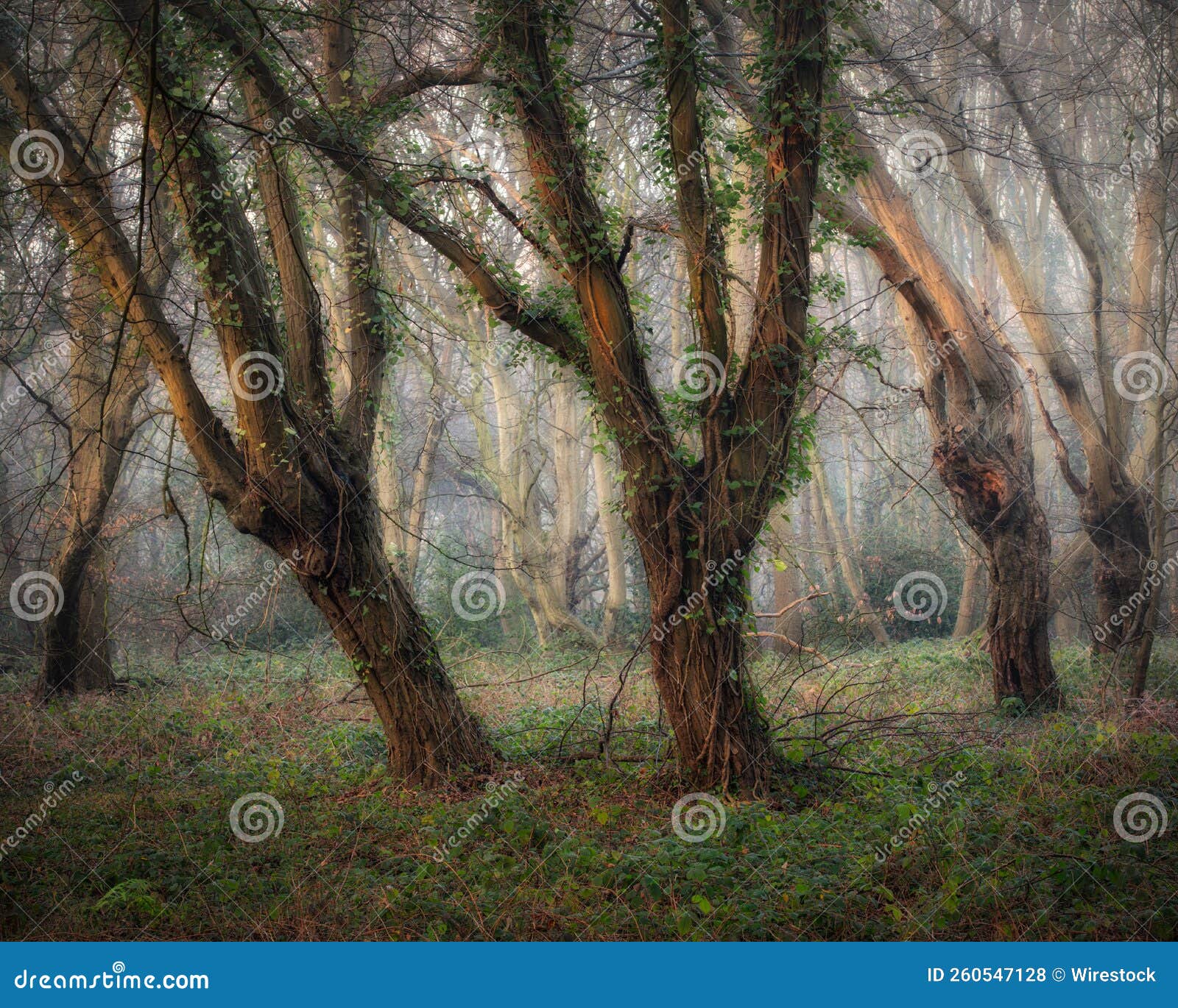 Mysterious Forest Scenery on a Foggy Day Stock Photo - Image of nature ...