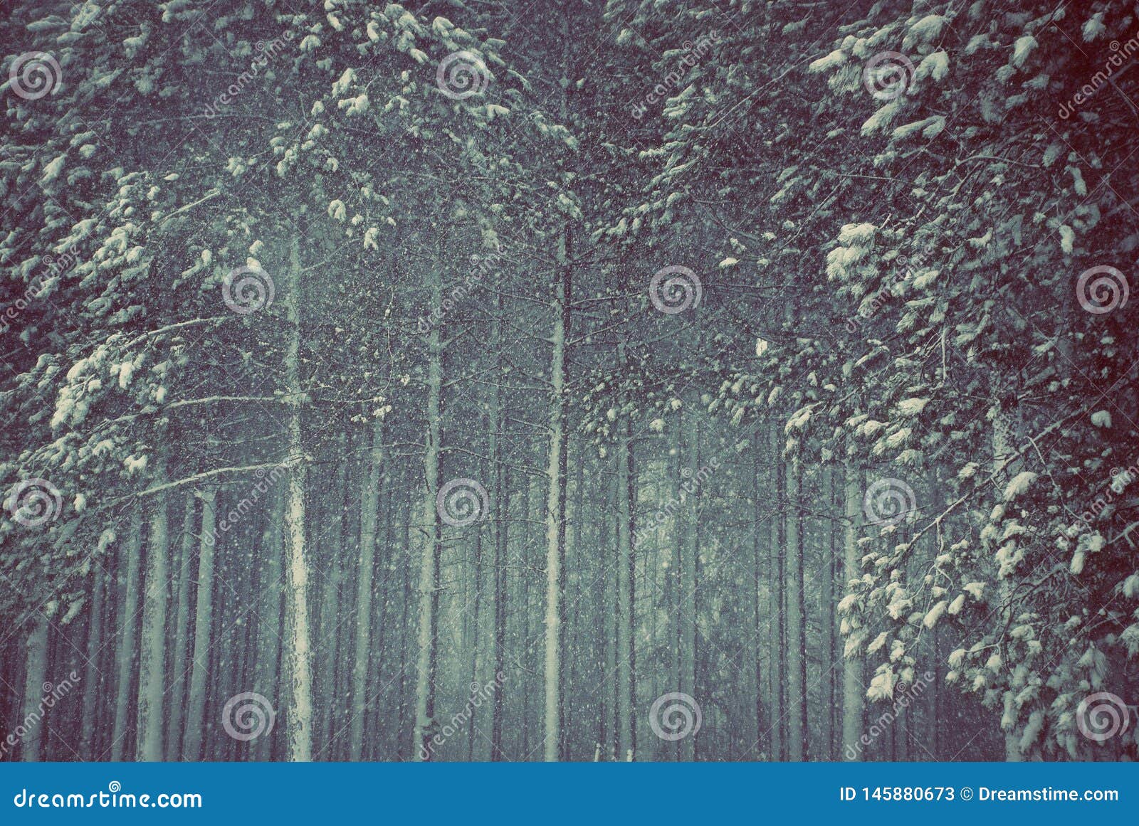 Mysterious Forest in a Snow Storm Stock Image - Image of tree ...