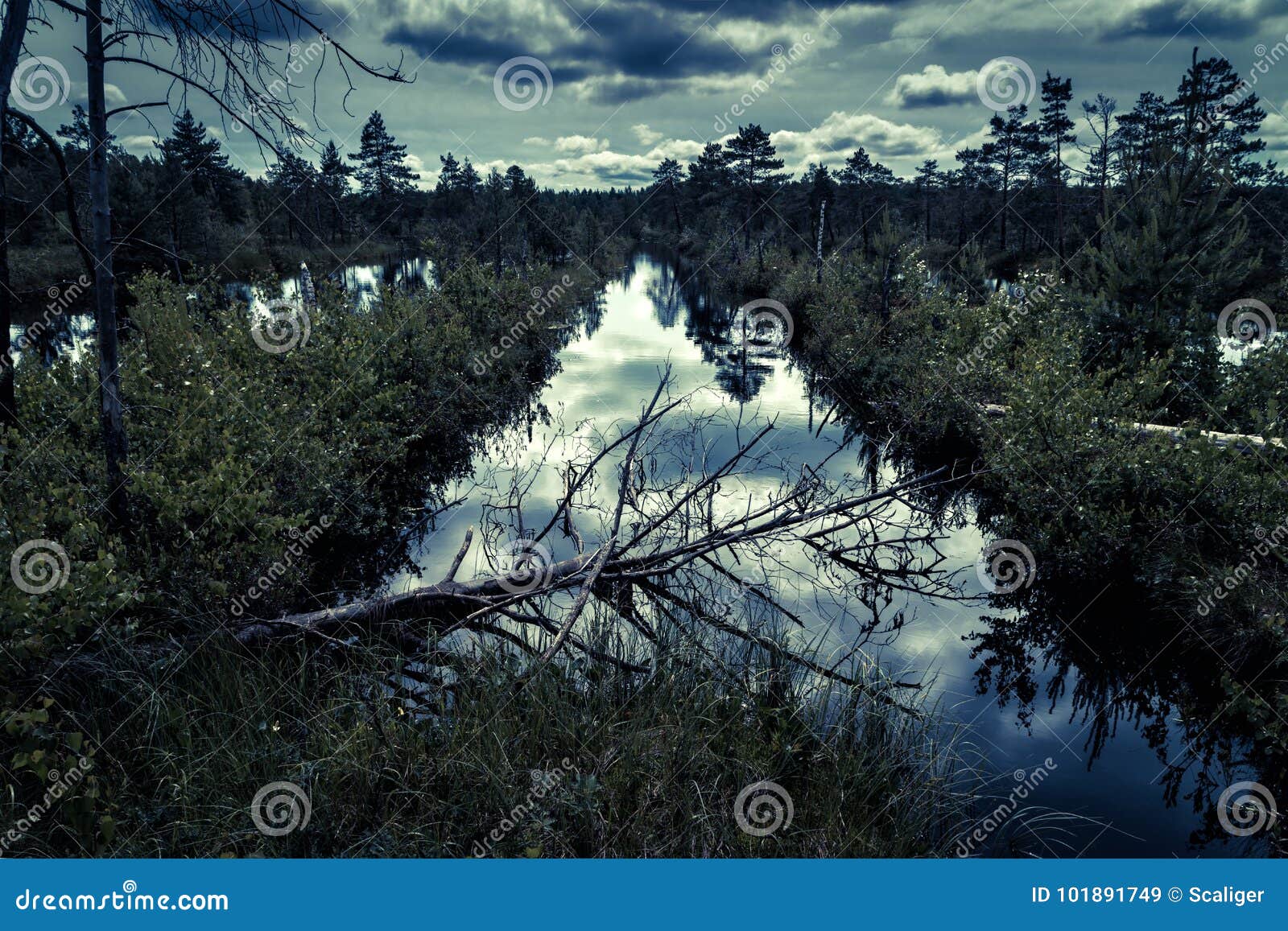 Mysterious Night Forest with Swamp Stock Image - Image of panorama ...