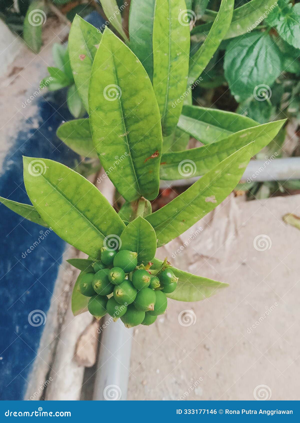Mysterious Fruit Grows among Lying Plants Stock Photo - Image of herb ...