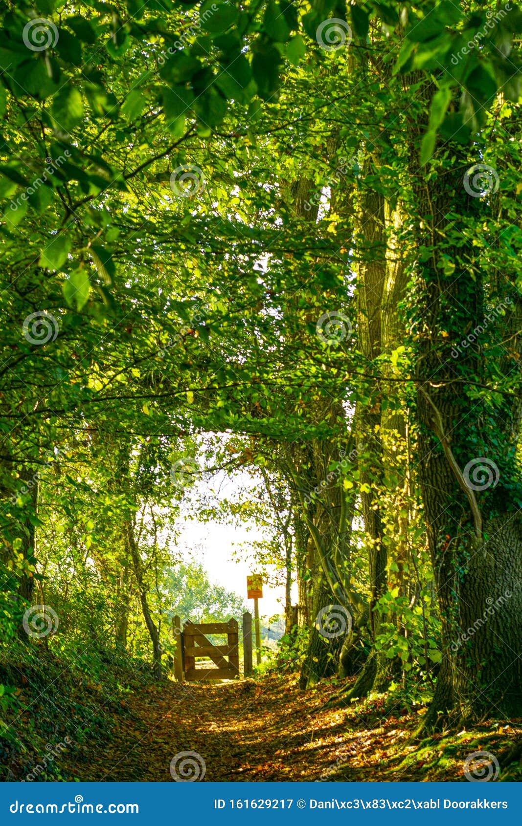 Mysterious Gate at End of Forest Stock Image - Image of forest, leaf ...
