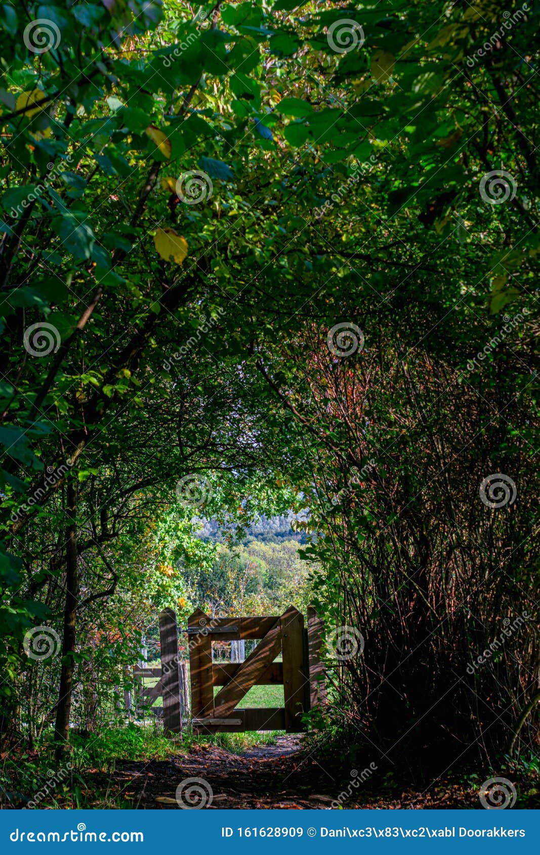 Mysterious Gate at End of Forest Stock Image - Image of perspective ...
