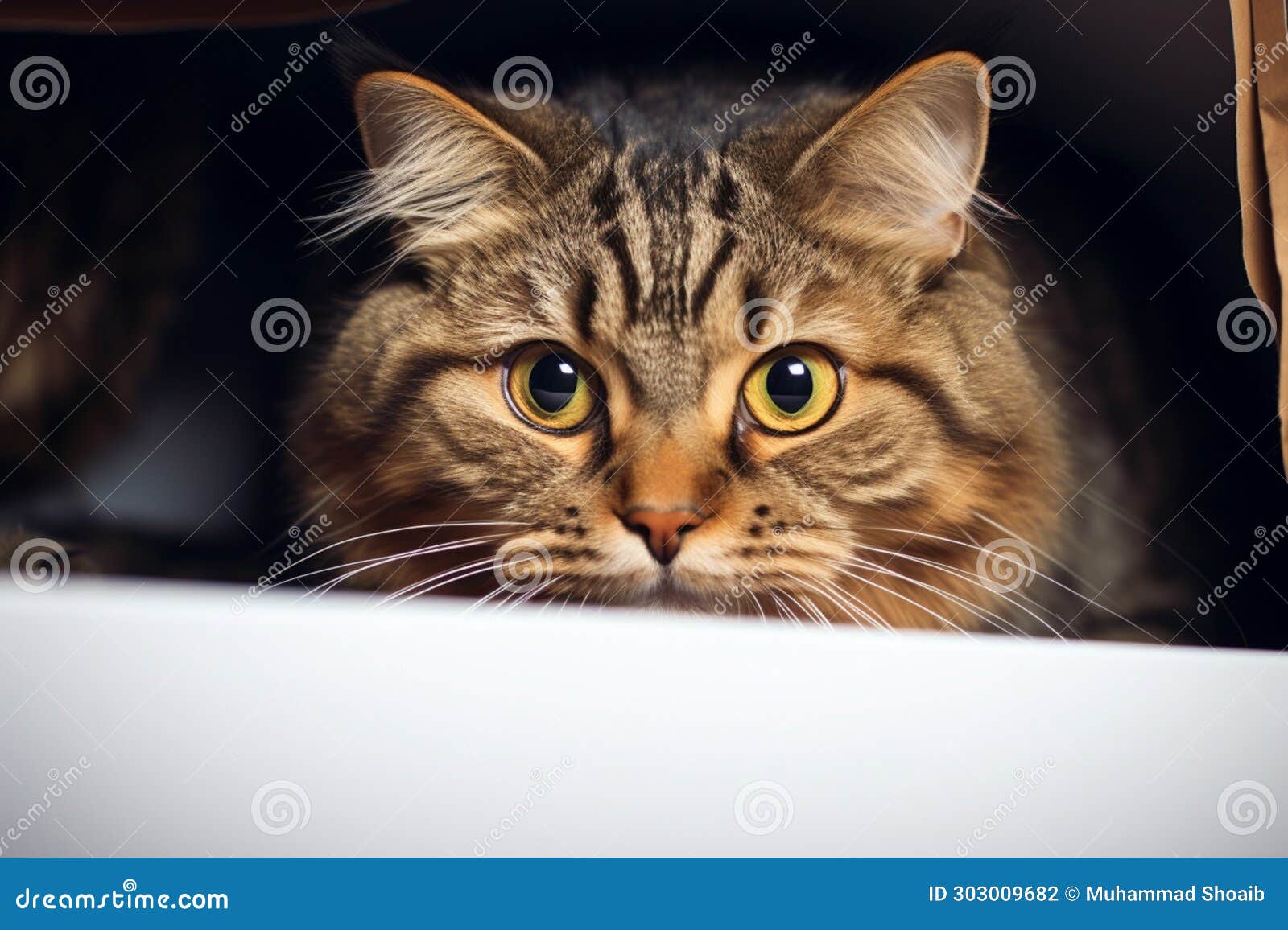 Mysterious Gaze Fold Eared Cats Half Muzzle Peeks from Behind a Cabinet ...