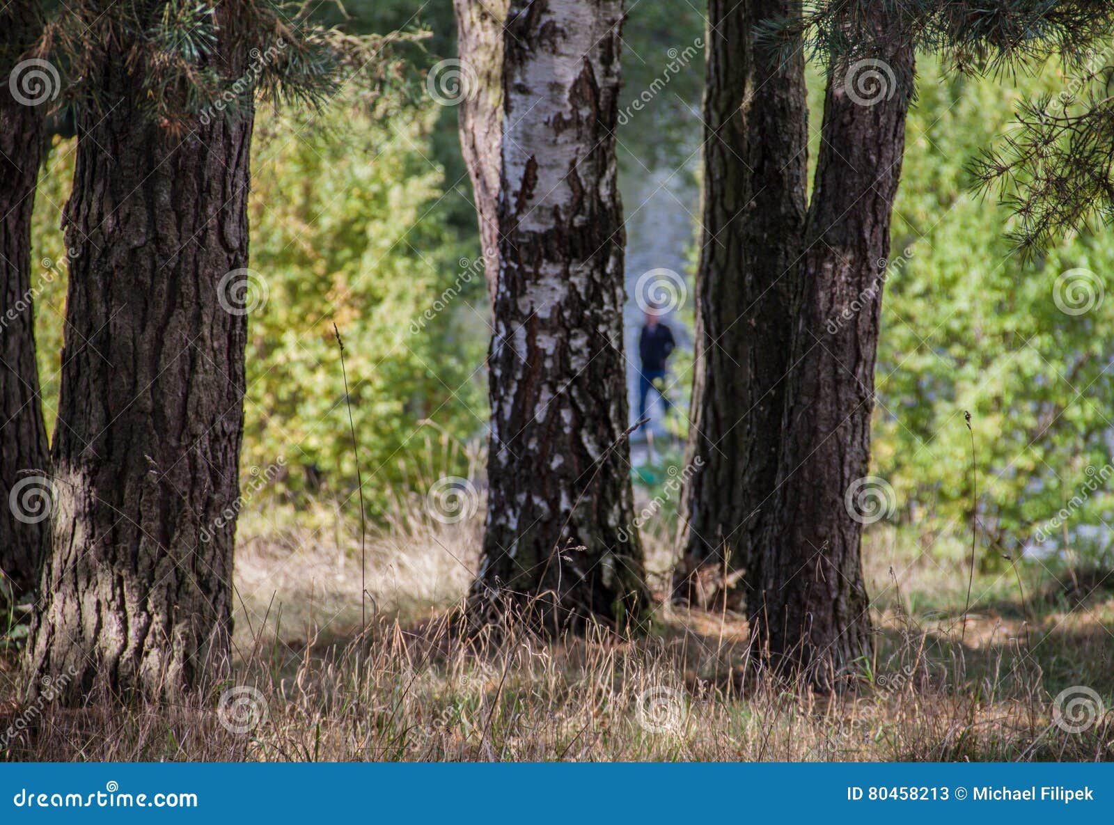 Mysterious Guy Behind Trees. Stock Image - Image of colors, animals ...