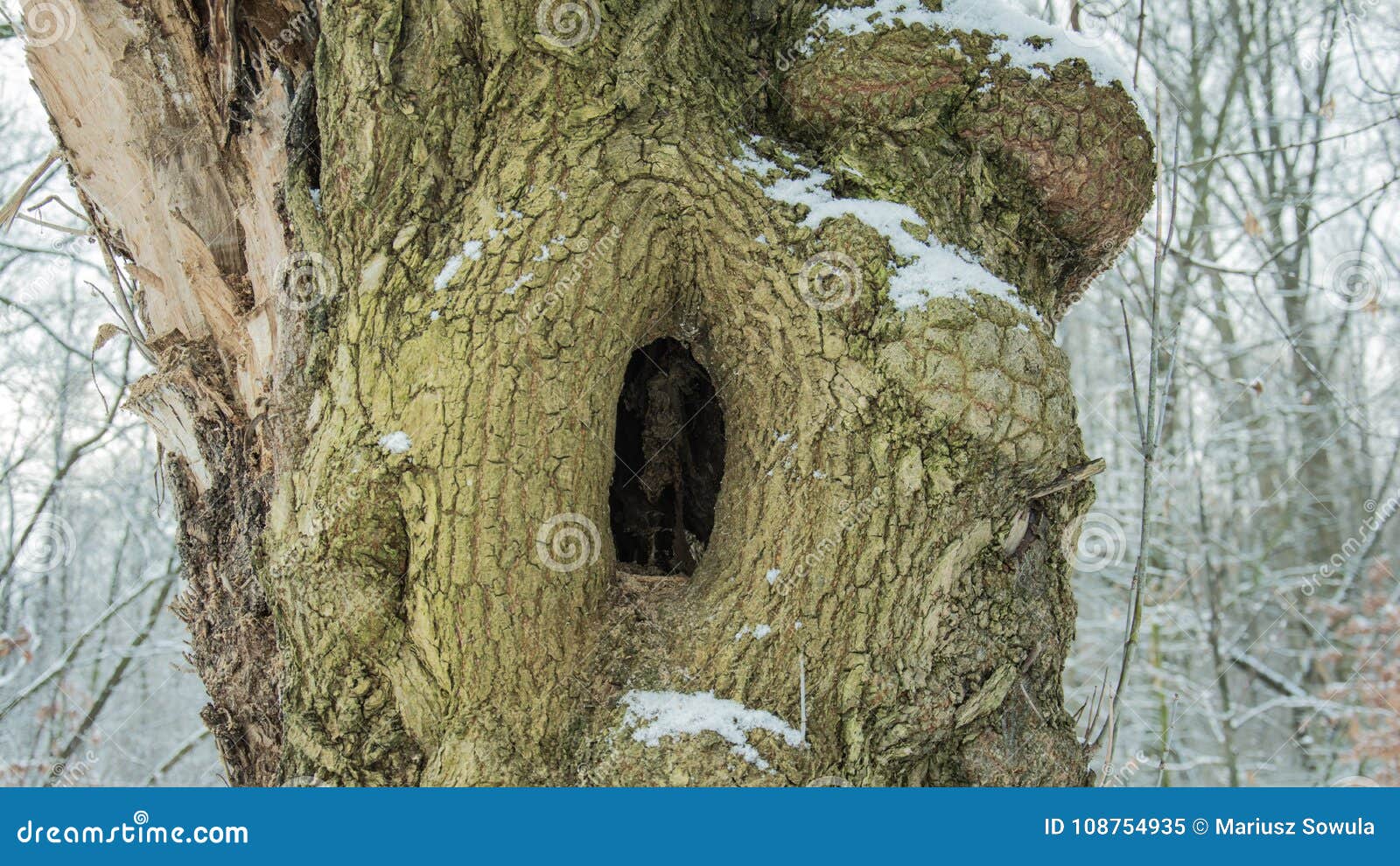 Massive Tree Roots Causing Biological Weathering Stock Photo ...