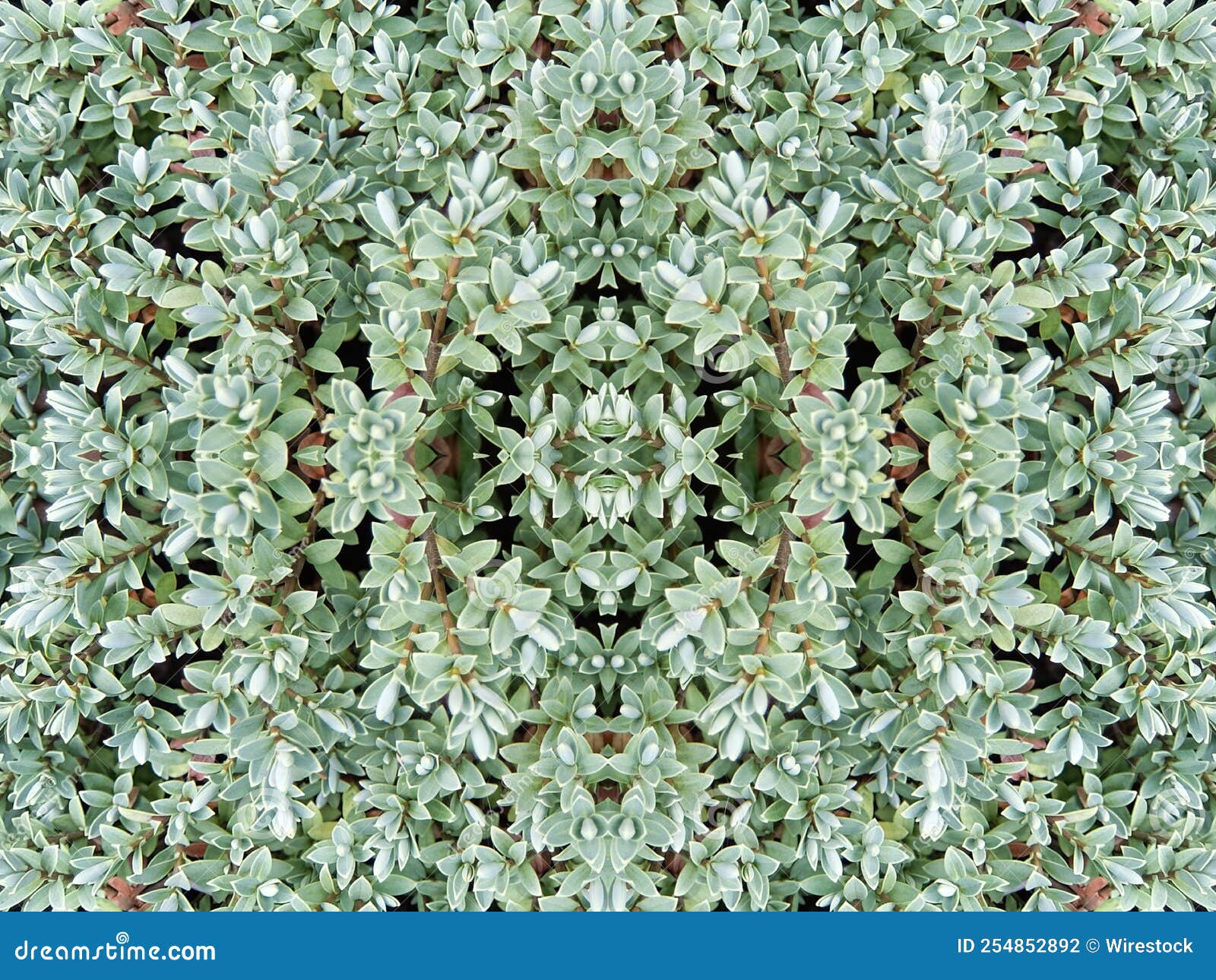 Mysterious Kaleidoscope Repeat Pattern of Foliage Roots and Natural ...