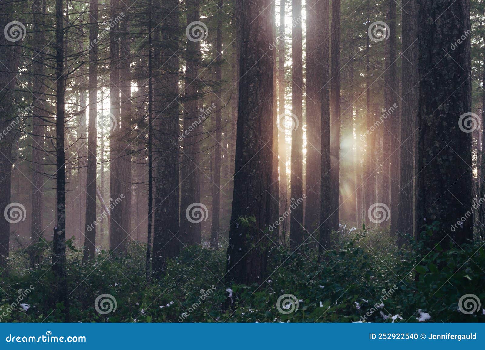 Mysterious Light Coming through Hazy Forest Stock Photo - Image of ...