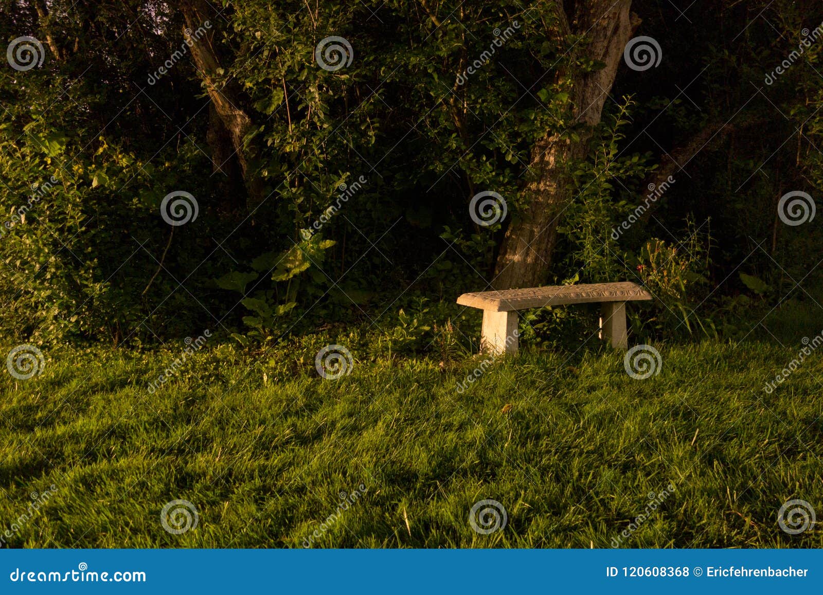 Mysterious Lonely Park Bench in a Clearing in the Forest Stock Photo ...