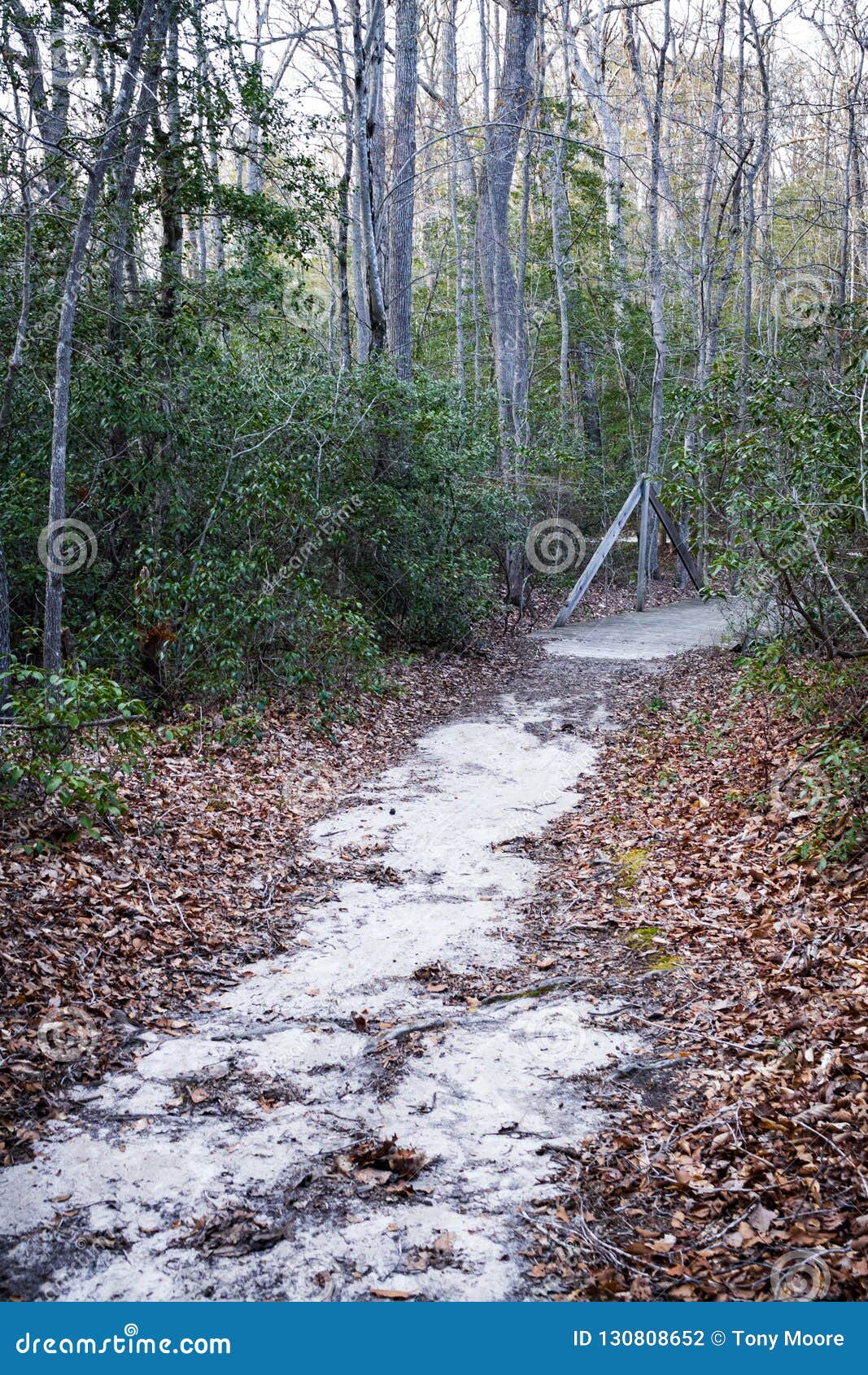 Mysterious Muddy Trail in the Fall Stock Photo - Image of aging ...