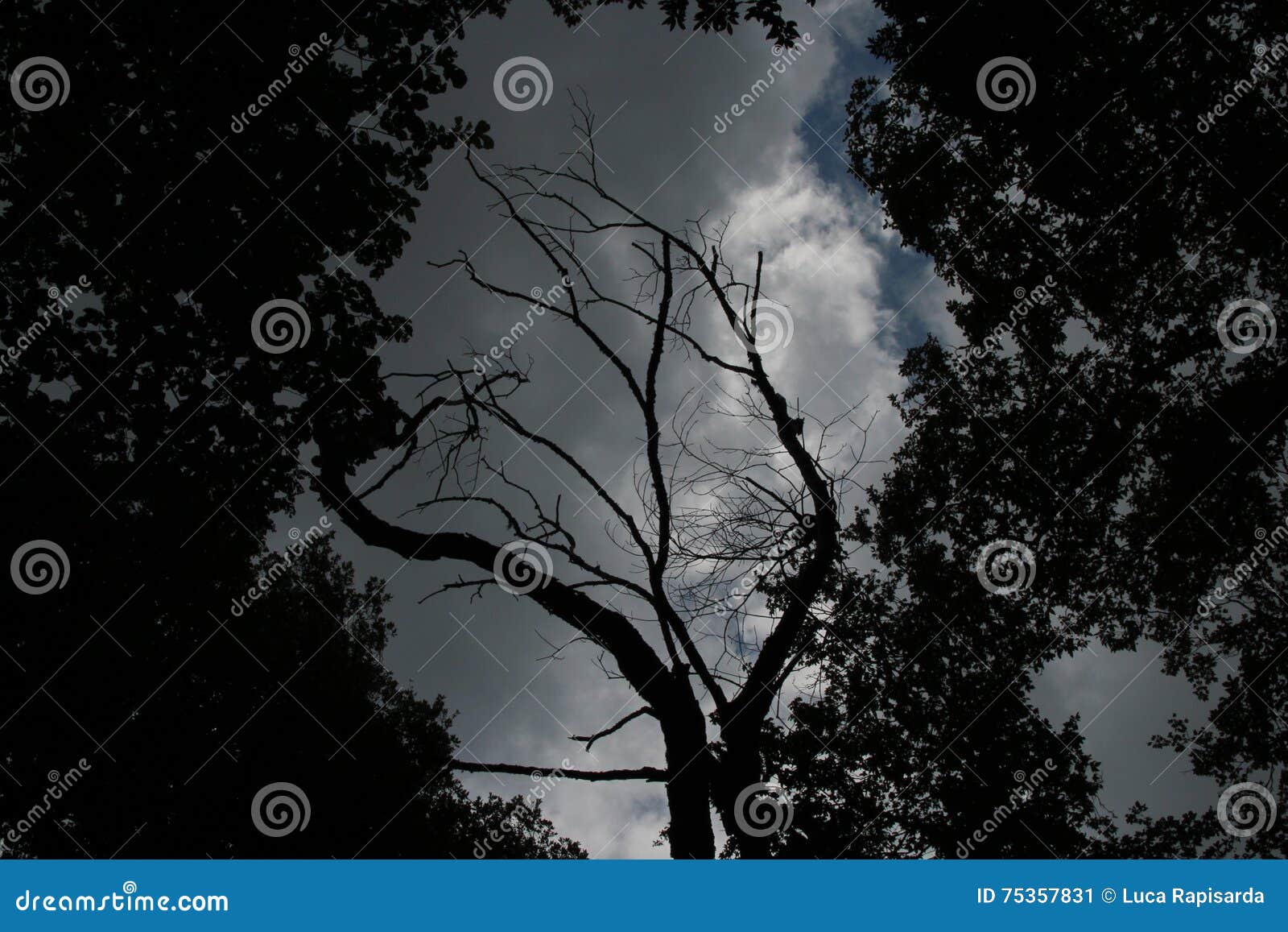 Mysterious nature stock image. Image of darkness, mysterious - 75357831