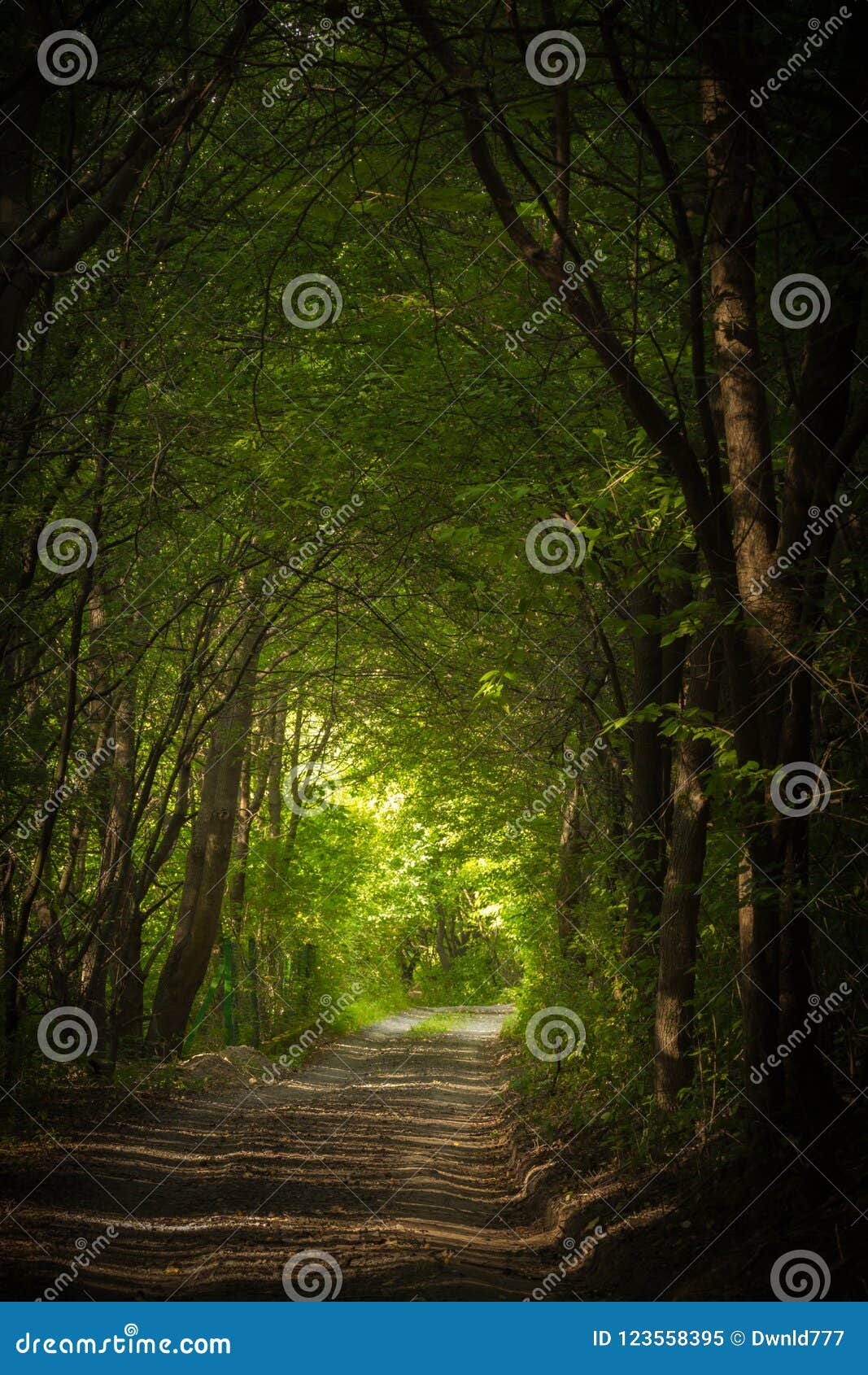 Mysterious path in forest stock image. Image of branch - 123558395