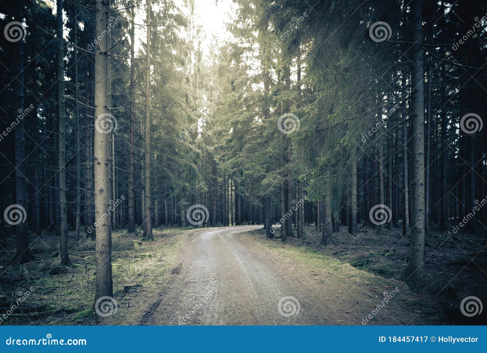 Mysterious Path in Dark Forest Stock Image - Image of horror, plant ...