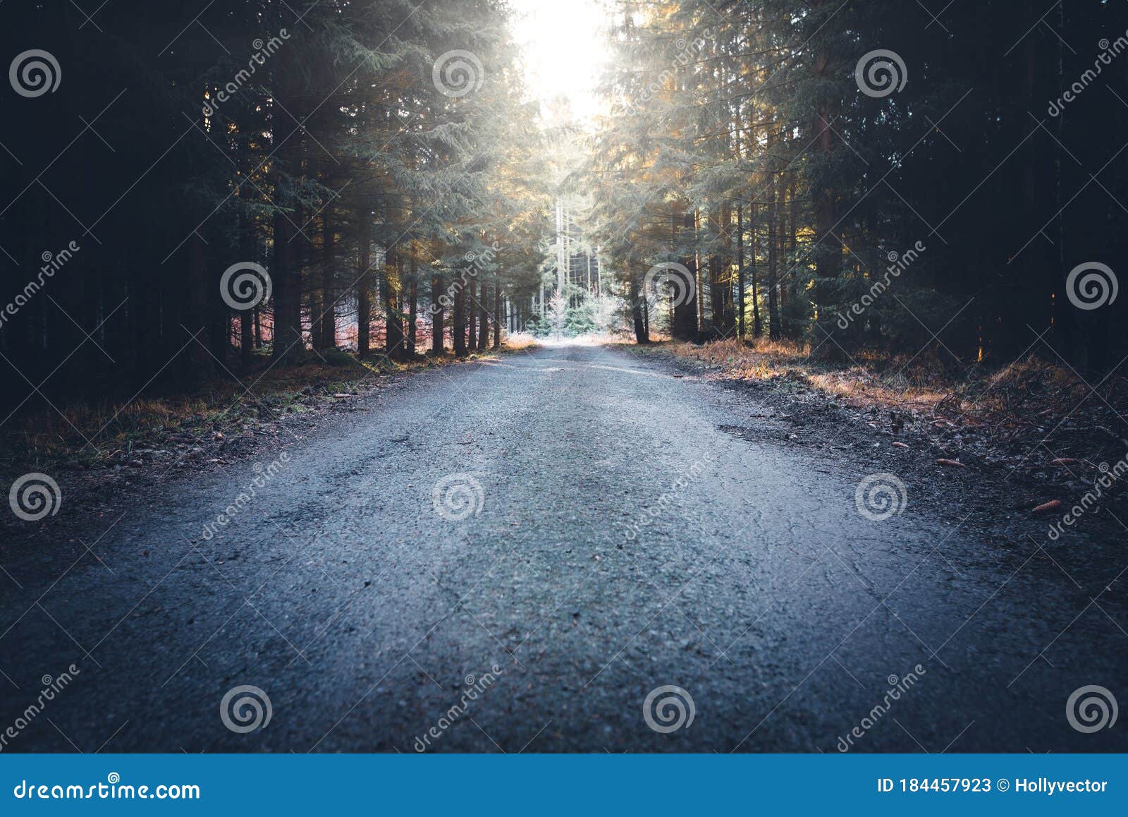 Mysterious Path in Dark Forest Stock Image - Image of daylight, path ...