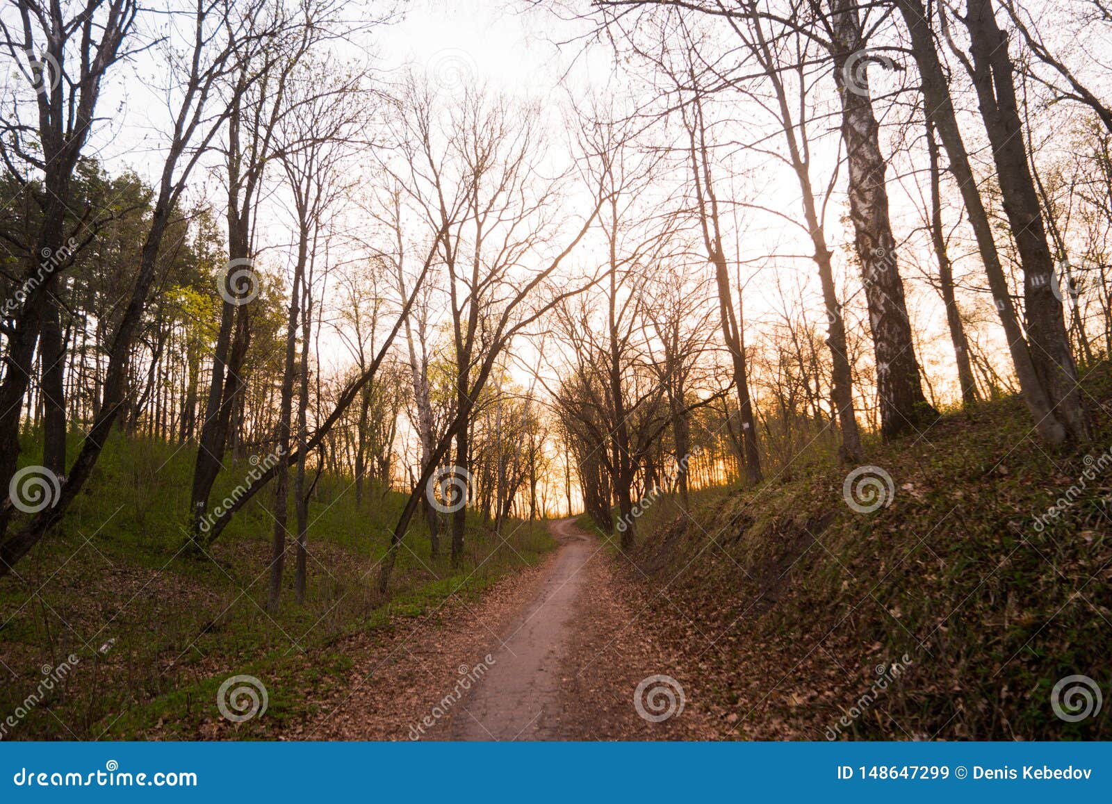 A Quiet Path in the Wild Forest Stock Image - Image of light, country ...