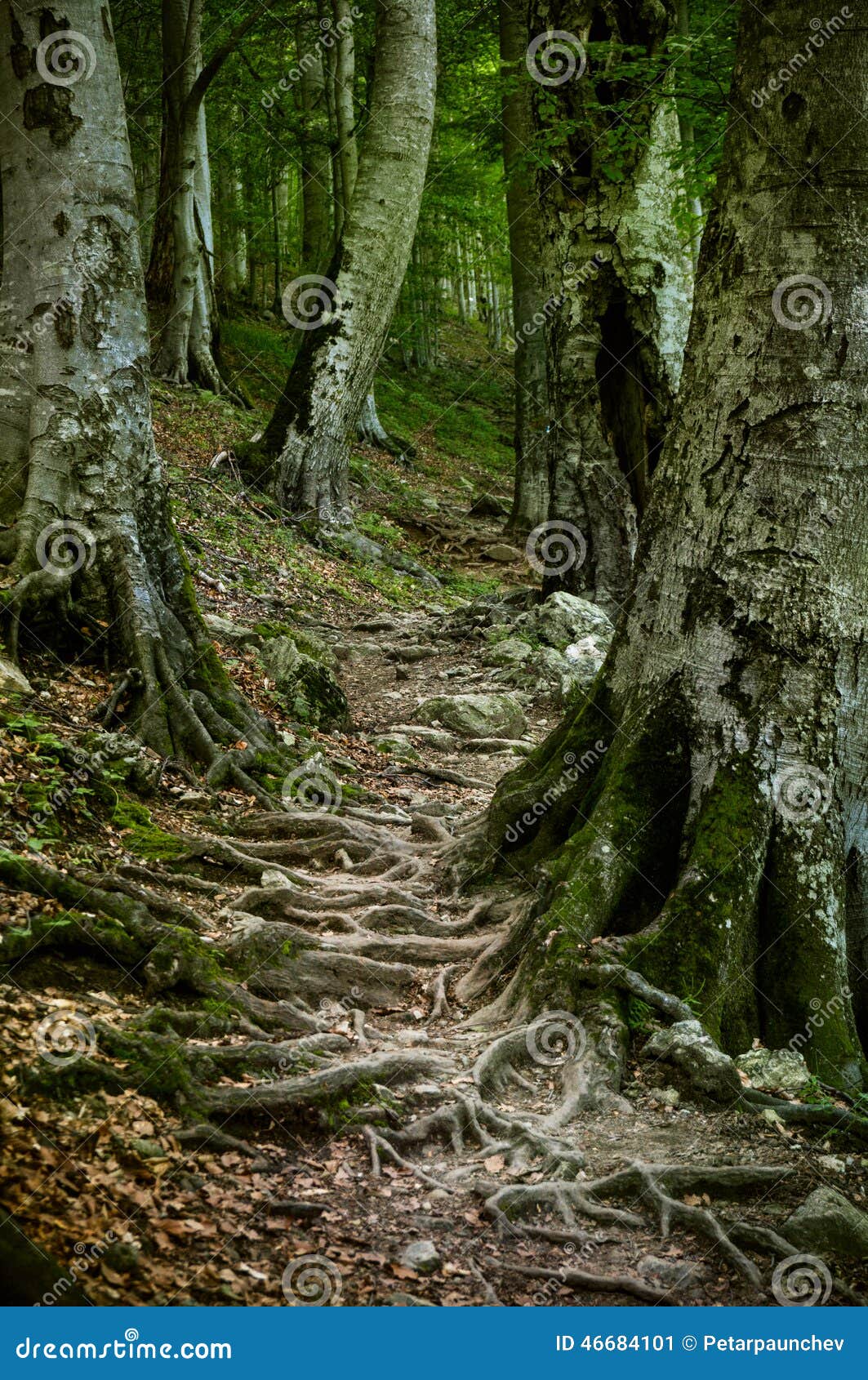 Mysterious path stock image. Image of bulgaria, environment - 46684101