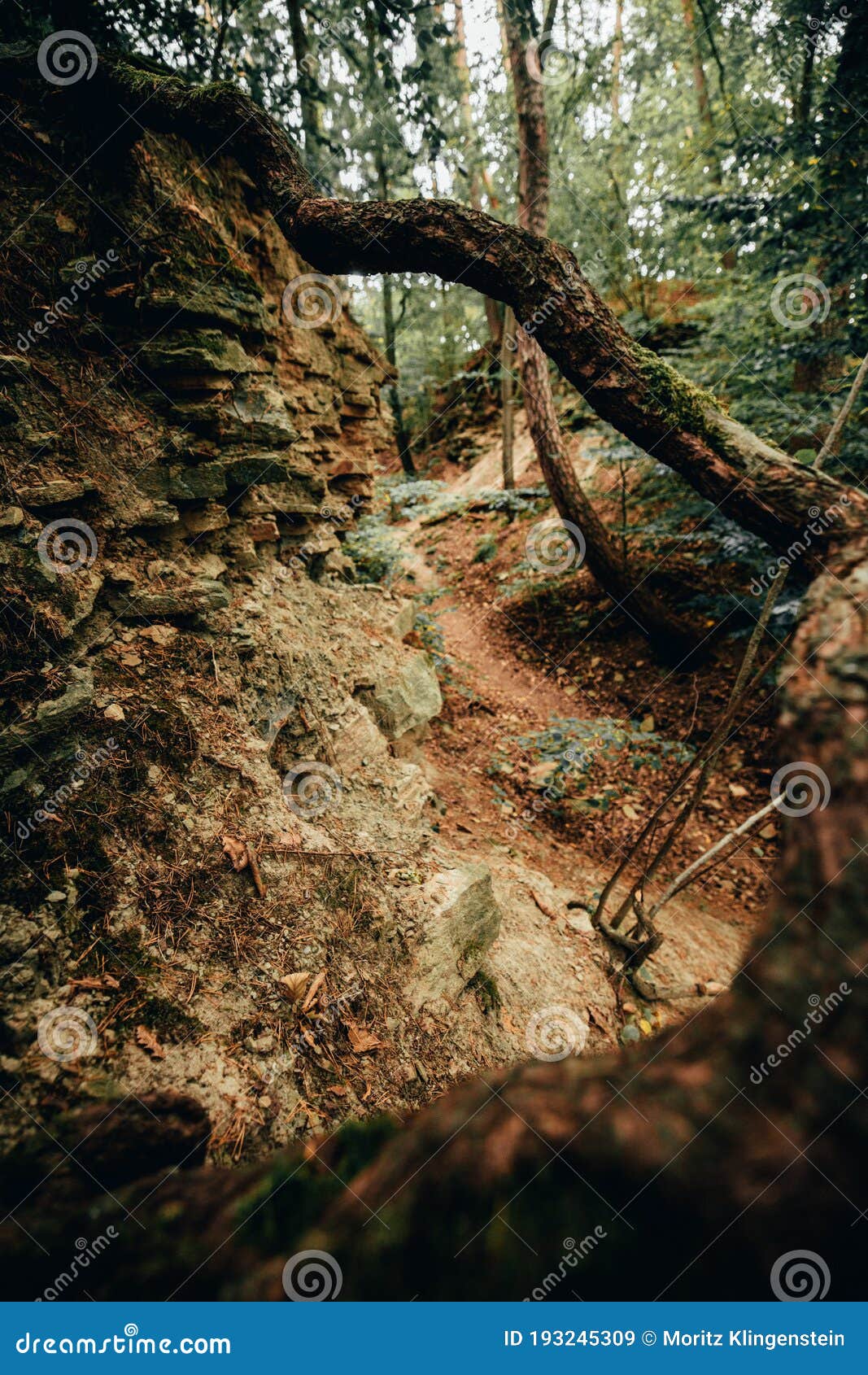 Mysterious Path Trail with Roots and Fallen Tree Leading through the ...