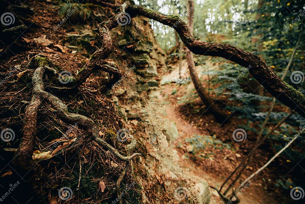 Mysterious Path Trail with Roots and Fallen Tree Leading through the ...