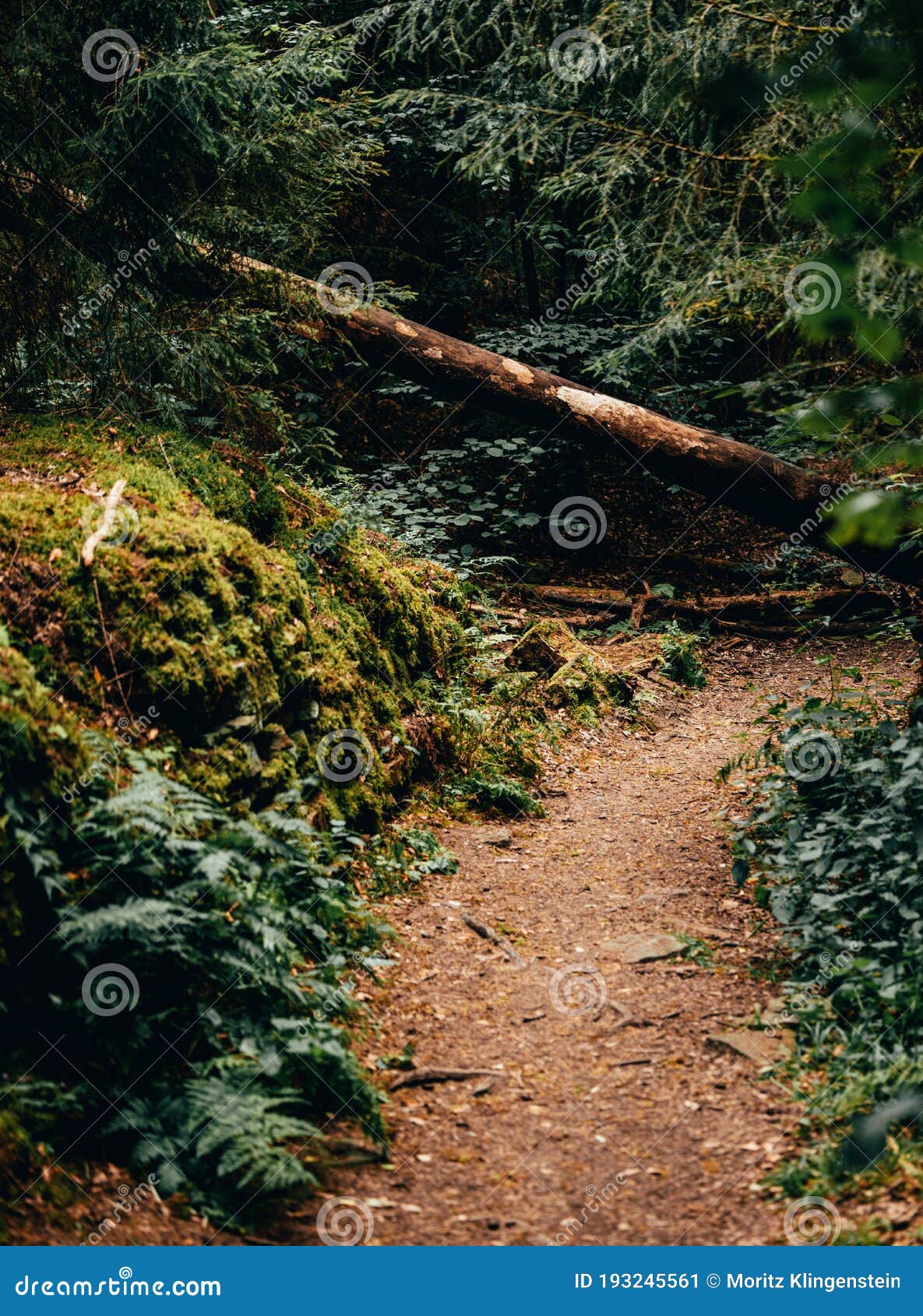 Mysterious Path Trail with Roots and Fallen Tree Leading through the ...