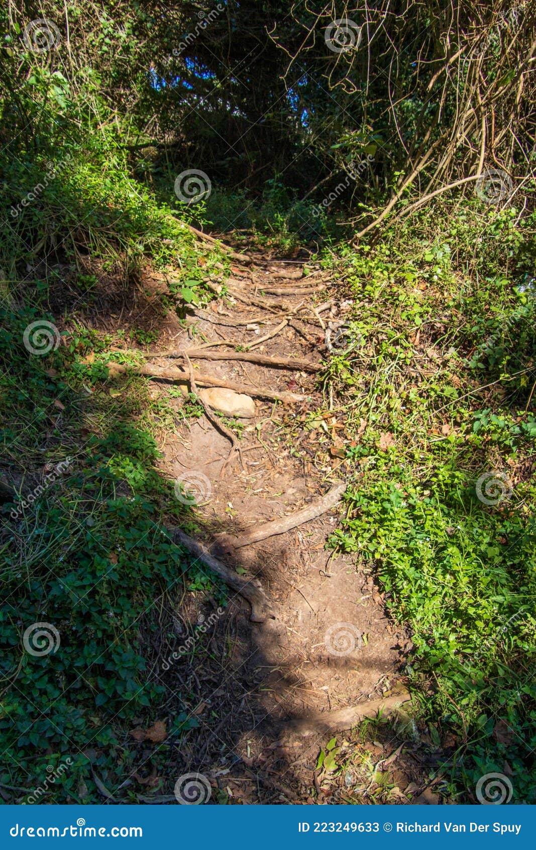 A Secret Pathway Leads into the Forest Stock Image - Image of secret ...