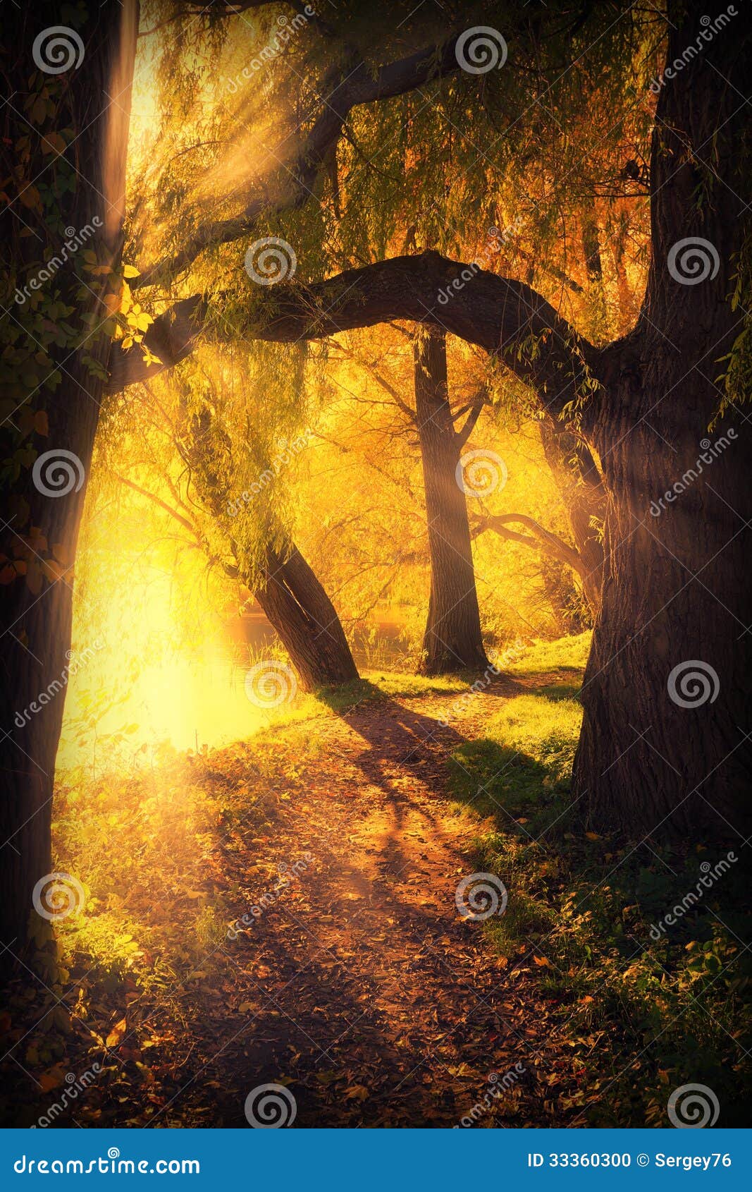 Mysterious Pathway between Arch of Trees Stock Photo - Image of trees ...