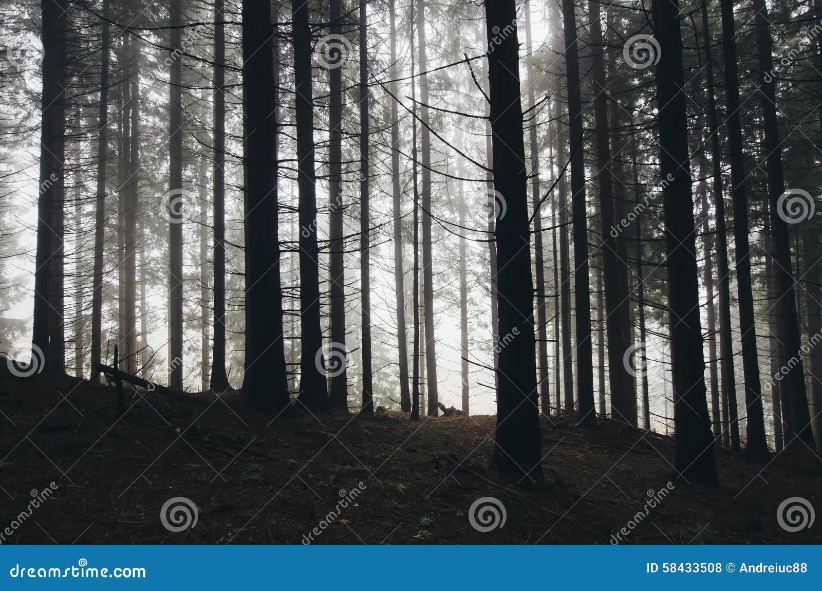 Mysterious Pine Tree Forest with Fog Stock Photo - Image of conifere ...