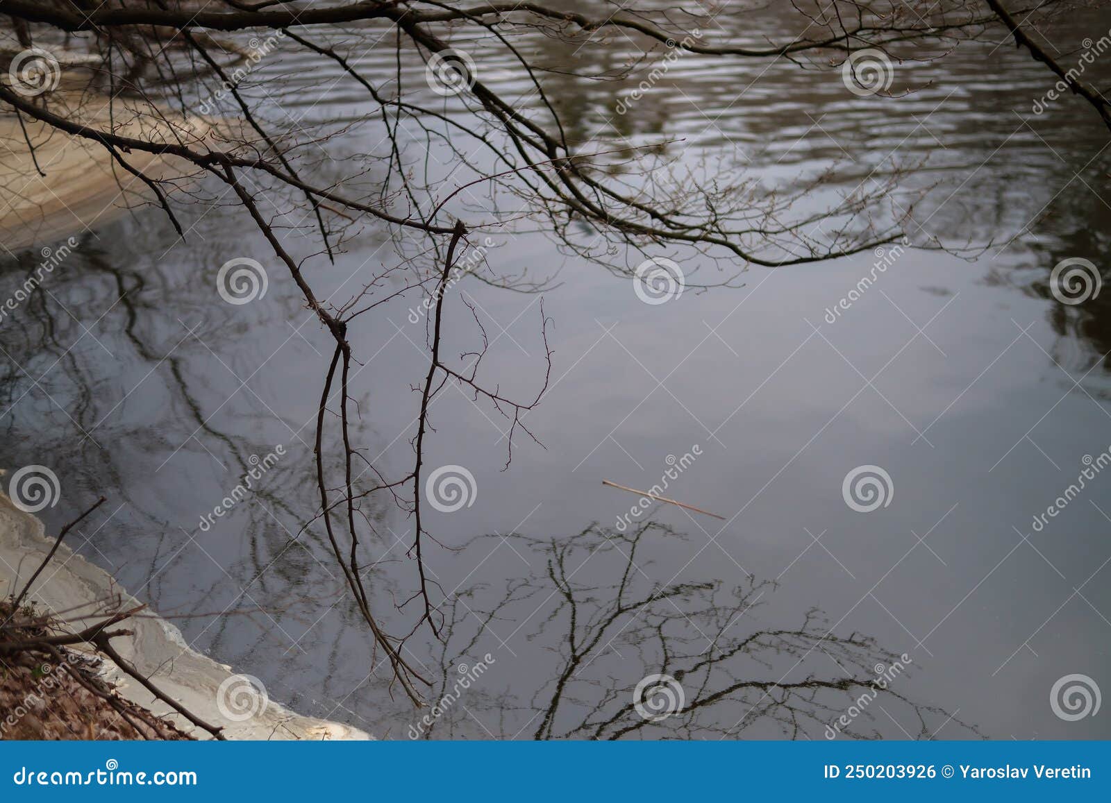 Mysterious Scary Branches Trees Above the River Stock Photo - Image of ...