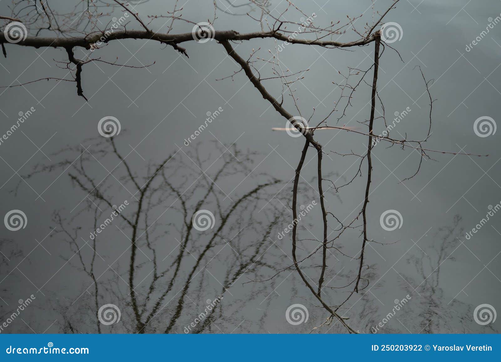 Mysterious Scary Branches Trees Above the River Stock Photo - Image of ...