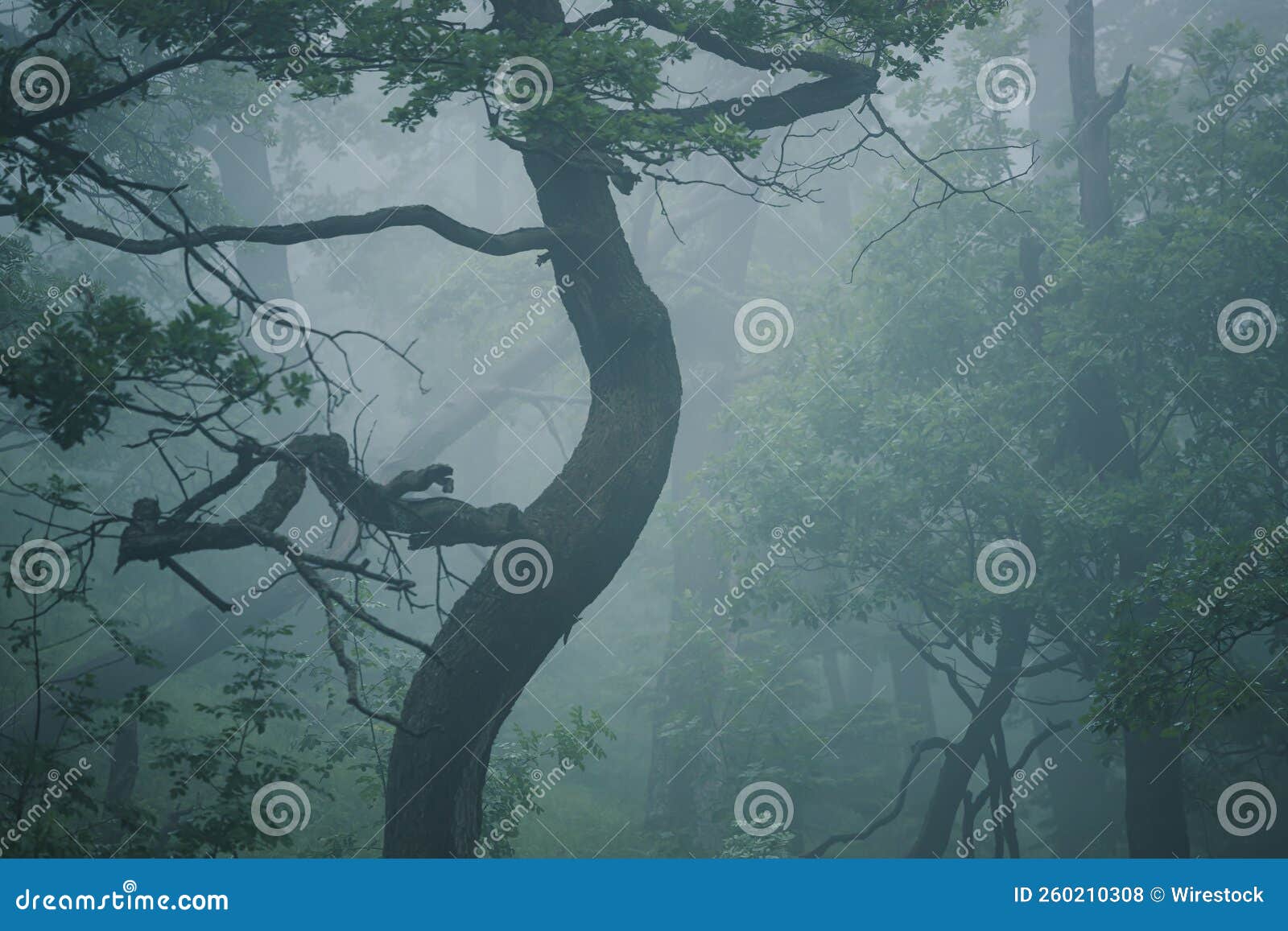 Mysterious Shot of the Trees in the Forest Stock Photo - Image of ...