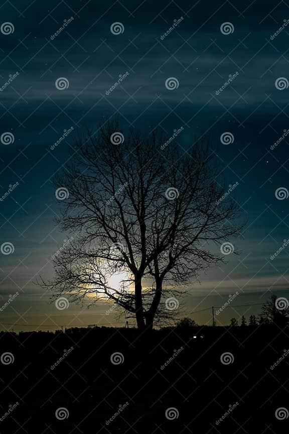 Mysterious Silhouette of a Tree in the Field at Dusk with Dramatic ...
