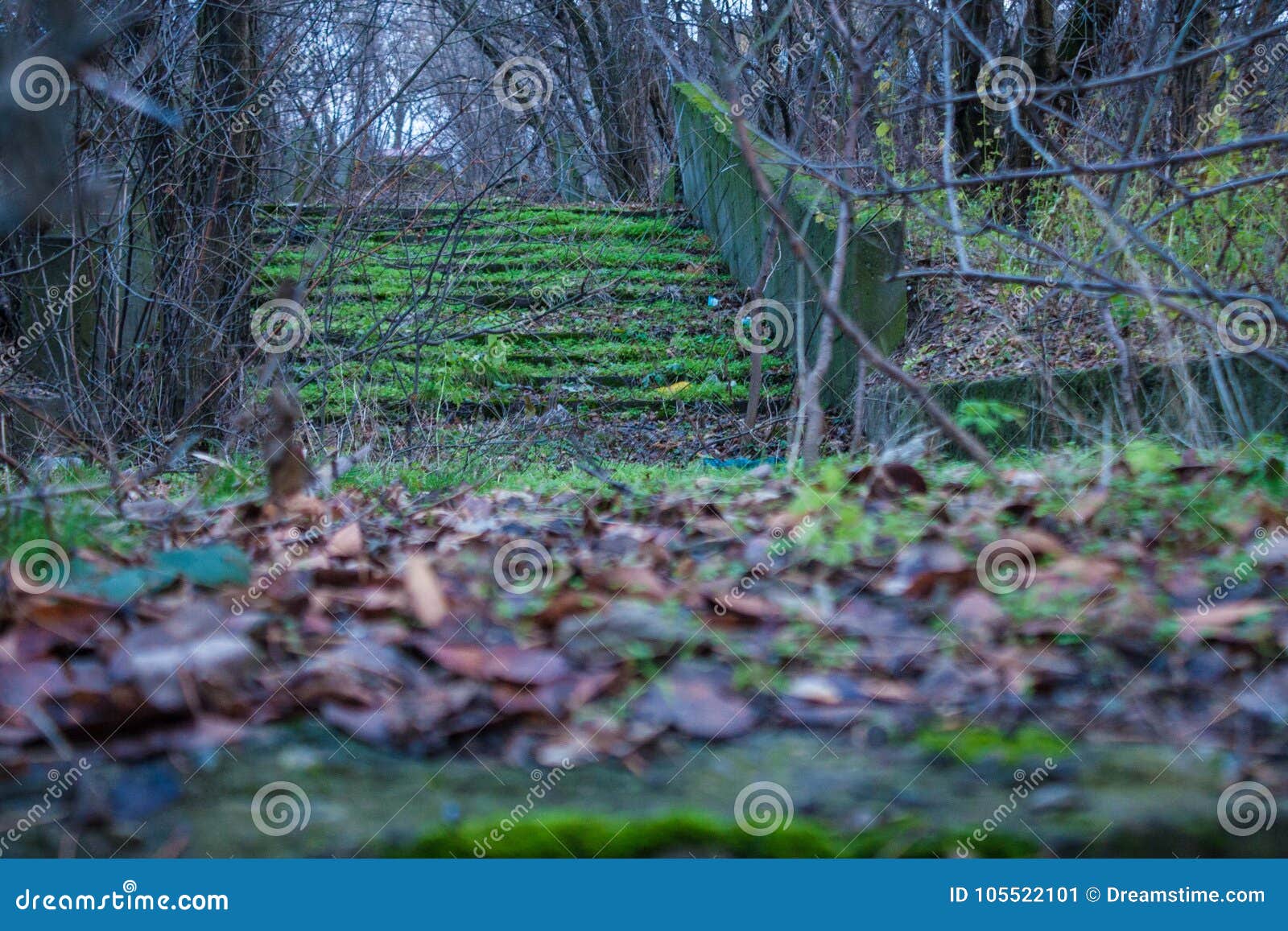 Mysterious Steps in the Backwoods Stock Image - Image of backwoods ...