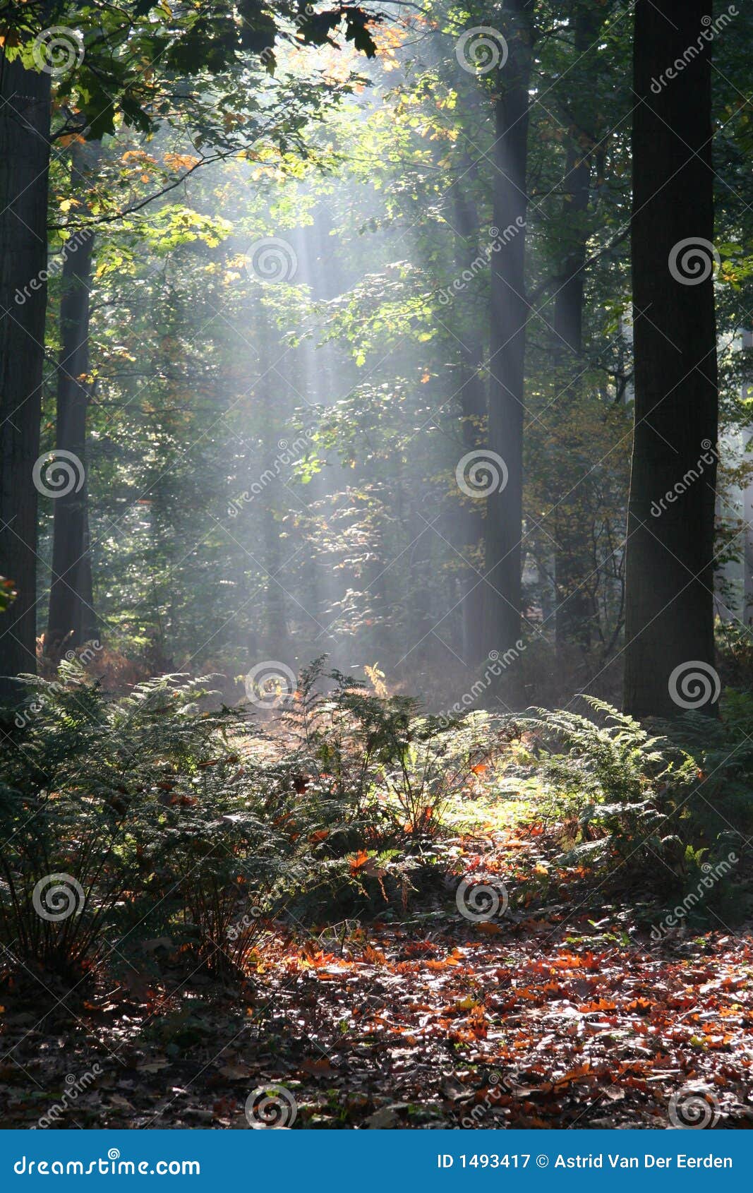 Mysterious Sunlight in a Dutch Forest Stock Image - Image of dutch ...