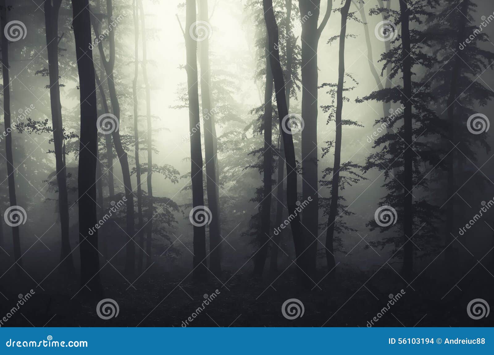 Mysterious Surreal Forest with Fog Stock Photo - Image of haunted ...
