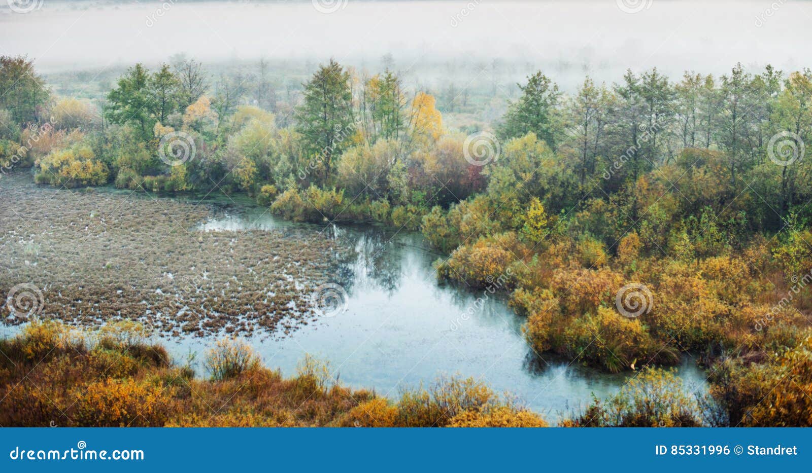 Mysterious swamp area stock photo. Image of swamp, nature - 85331996