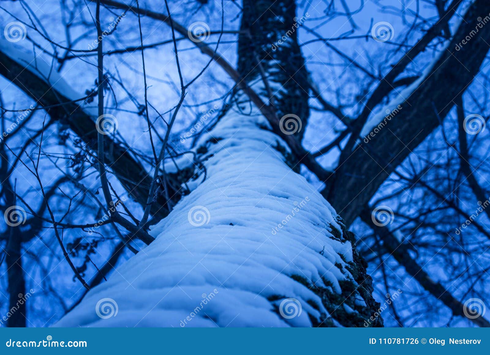 Mysterious Tall Tree Covered with Snow Stock Photo - Image of winter ...