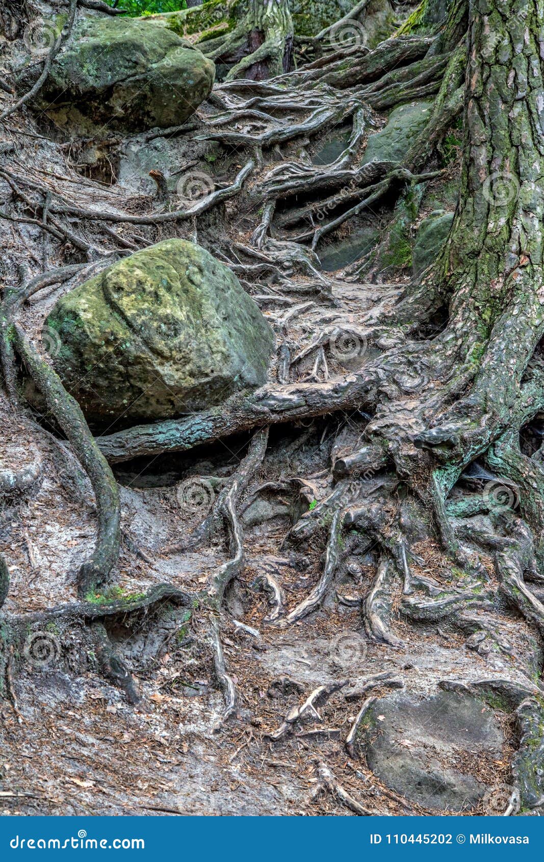 A Mysterious Tangled Tree Roots Stock Photo - Image of dark, green ...