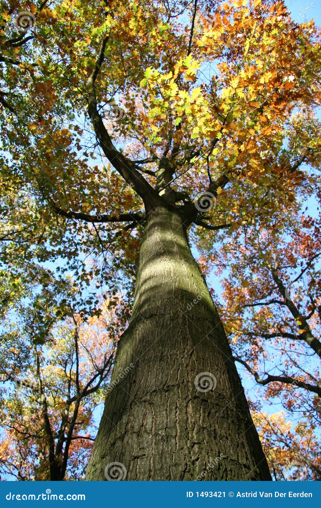 Mysterious Tree stock image. Image of tree, trees, morning - 1493421