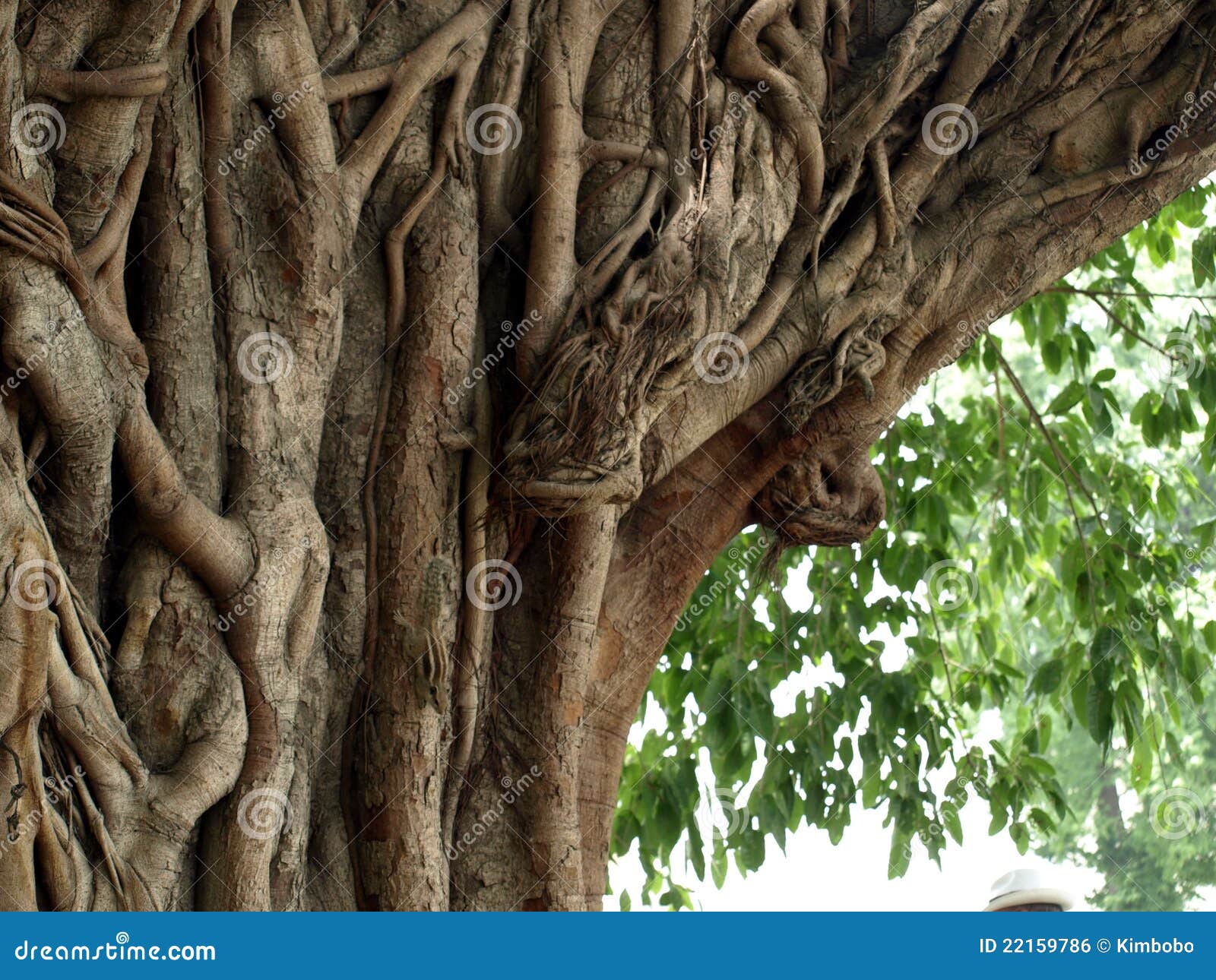 Mysterious tree stock photo. Image of plant, daytime - 22159786