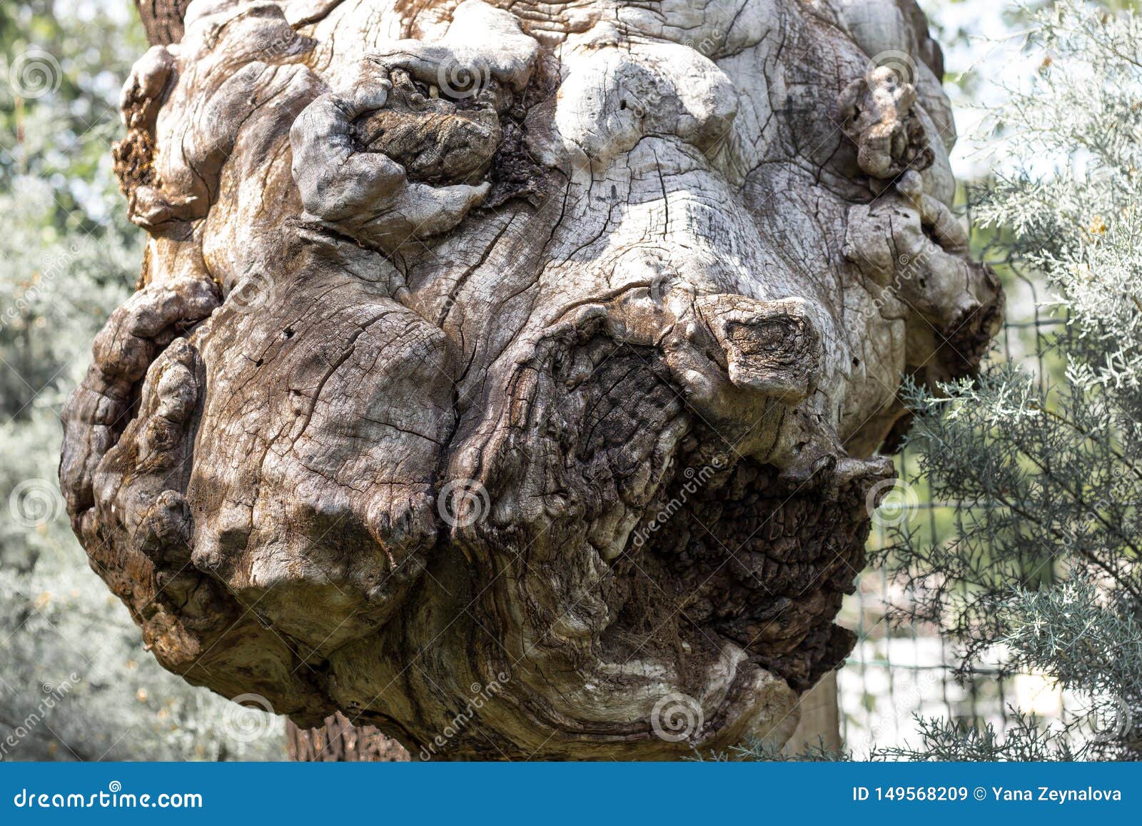A Mysterious Tree Created by Nature. Stock Image - Image of green ...