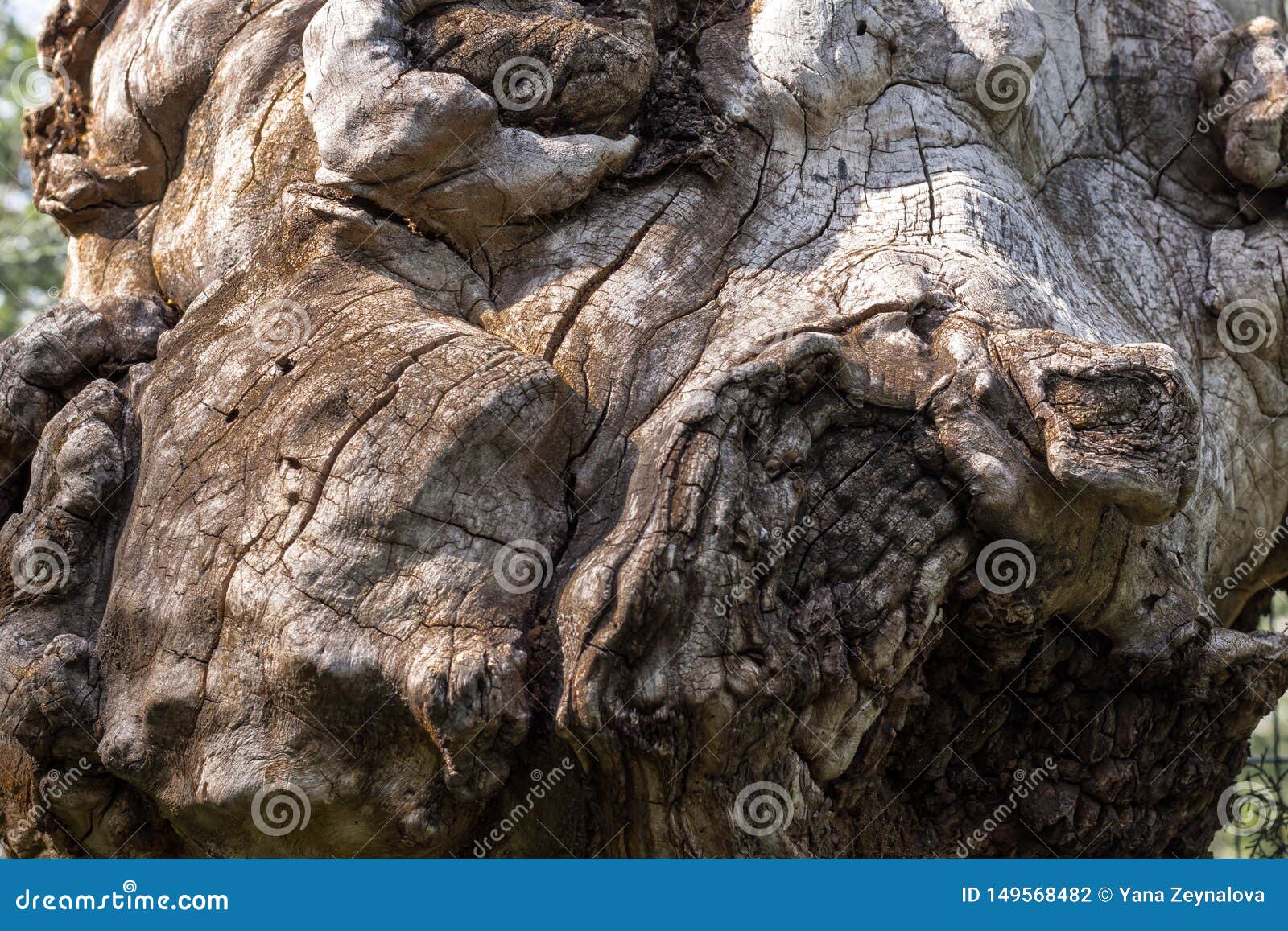 A Mysterious Tree Created by Nature. Stock Photo - Image of strange ...