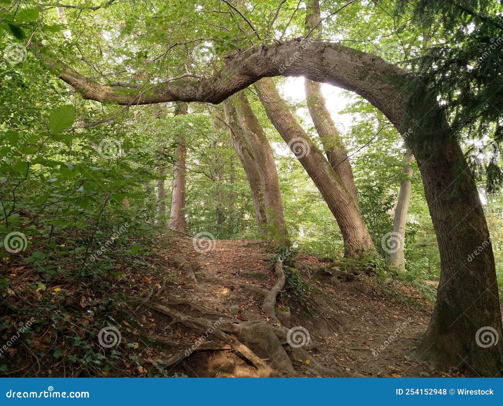 Mysterious Tree in a European Forest with Large Visible Roots Stock ...