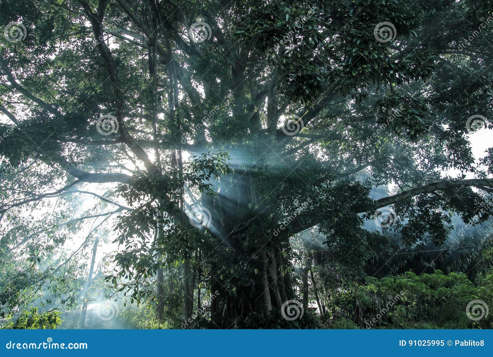 Mysterious Tree on the Lakeside of Toba Stock Image - Image of avatar ...