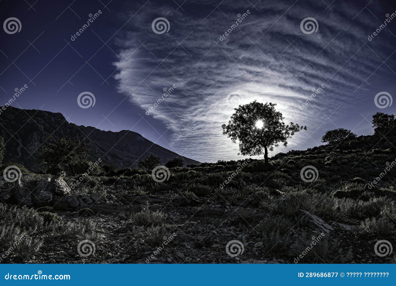 Mysterious tree stock image. Image of monochrome, tree - 289686877