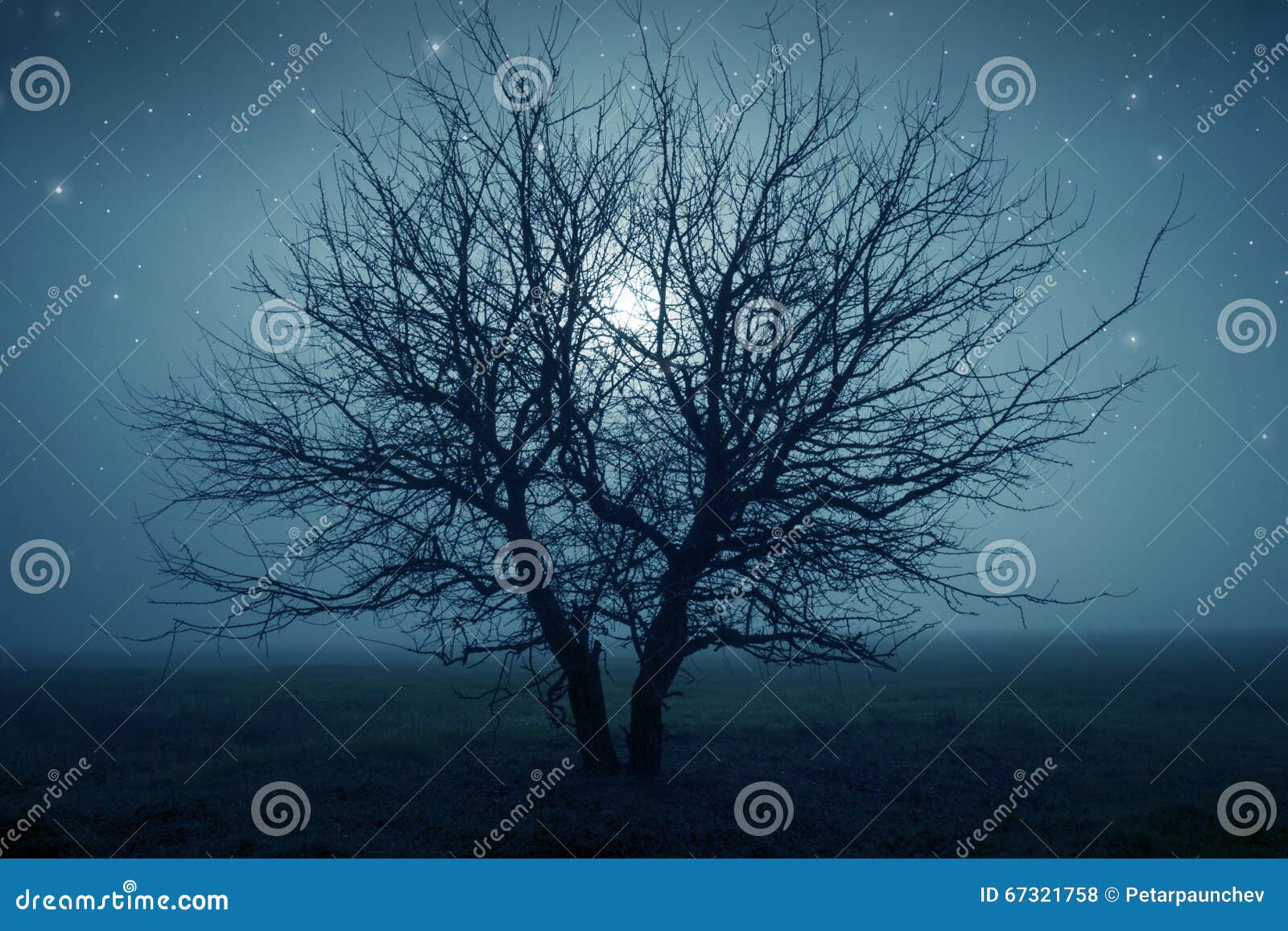 Mysterious tree stock photo. Image of outdoors, beautiful - 67321758