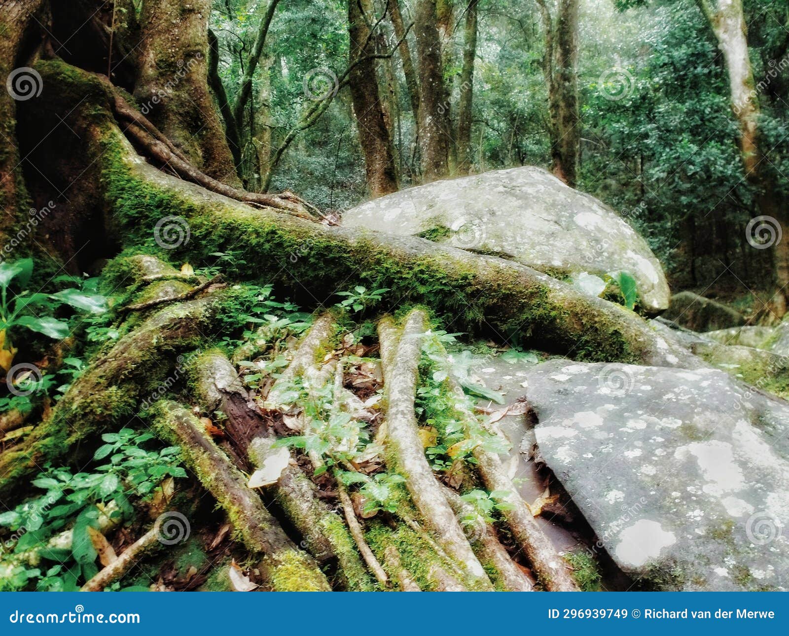 Mysterious Tree Root Growing in a Rock Stock Image - Image of brown ...