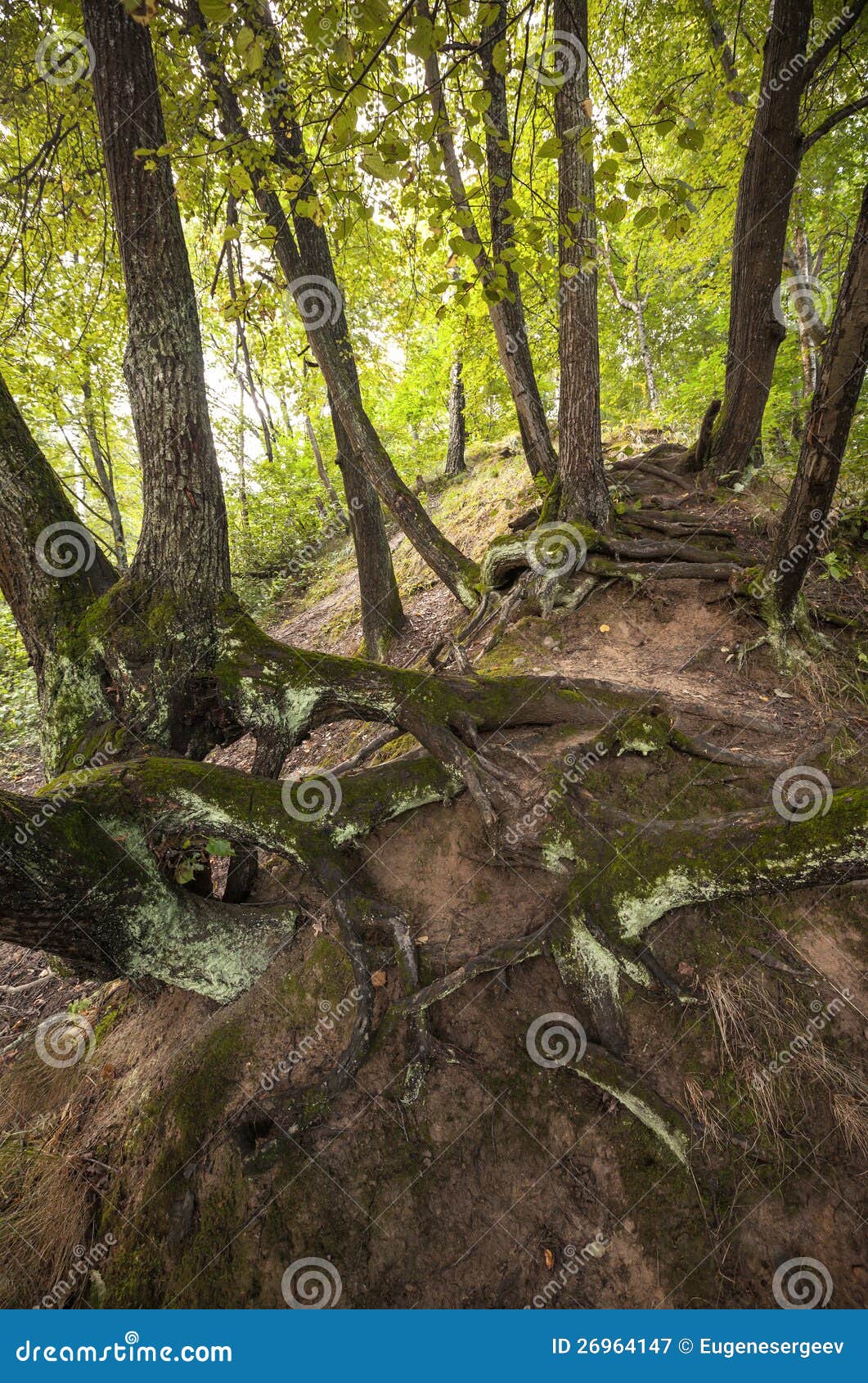 Mysterious tree roots stock image. Image of deep, dark - 26964147