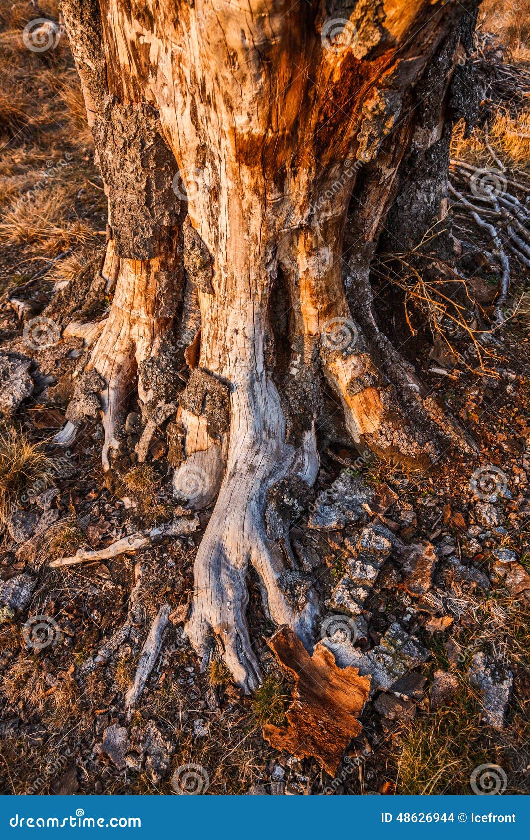 Mysterious Tree Trunk and Roots Stock Photo - Image of wooden, death ...