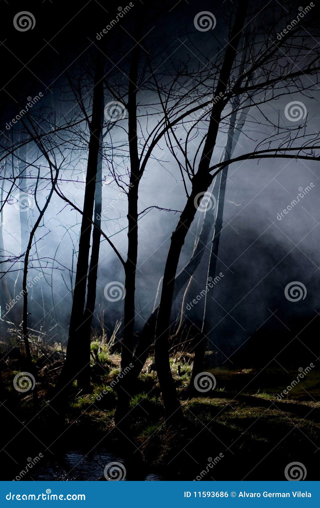 Mysterious Trees in a Haunted Forest Stock Photo - Image of haunted ...